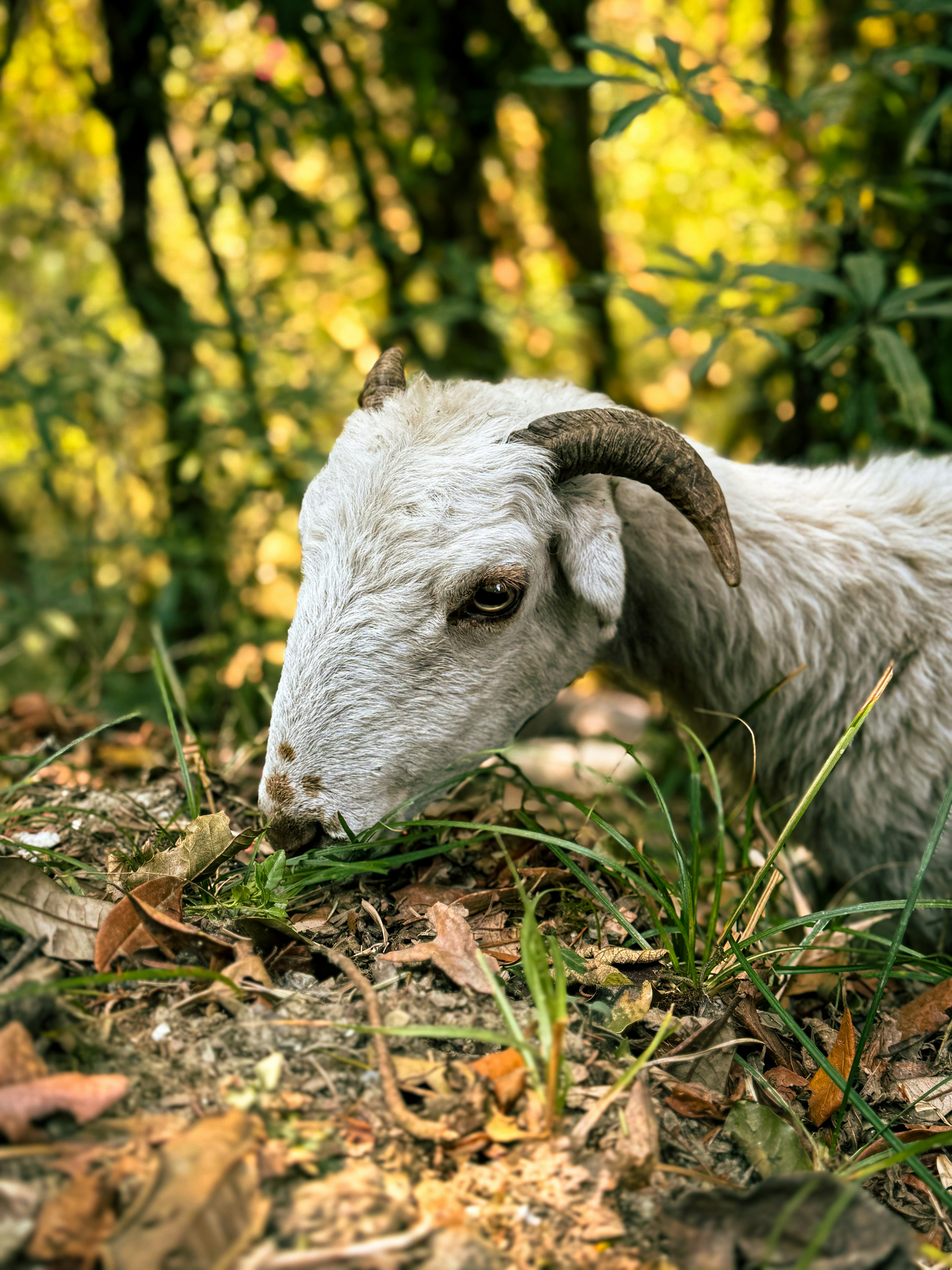 Whispers of the Wild: A Goat's Serenade