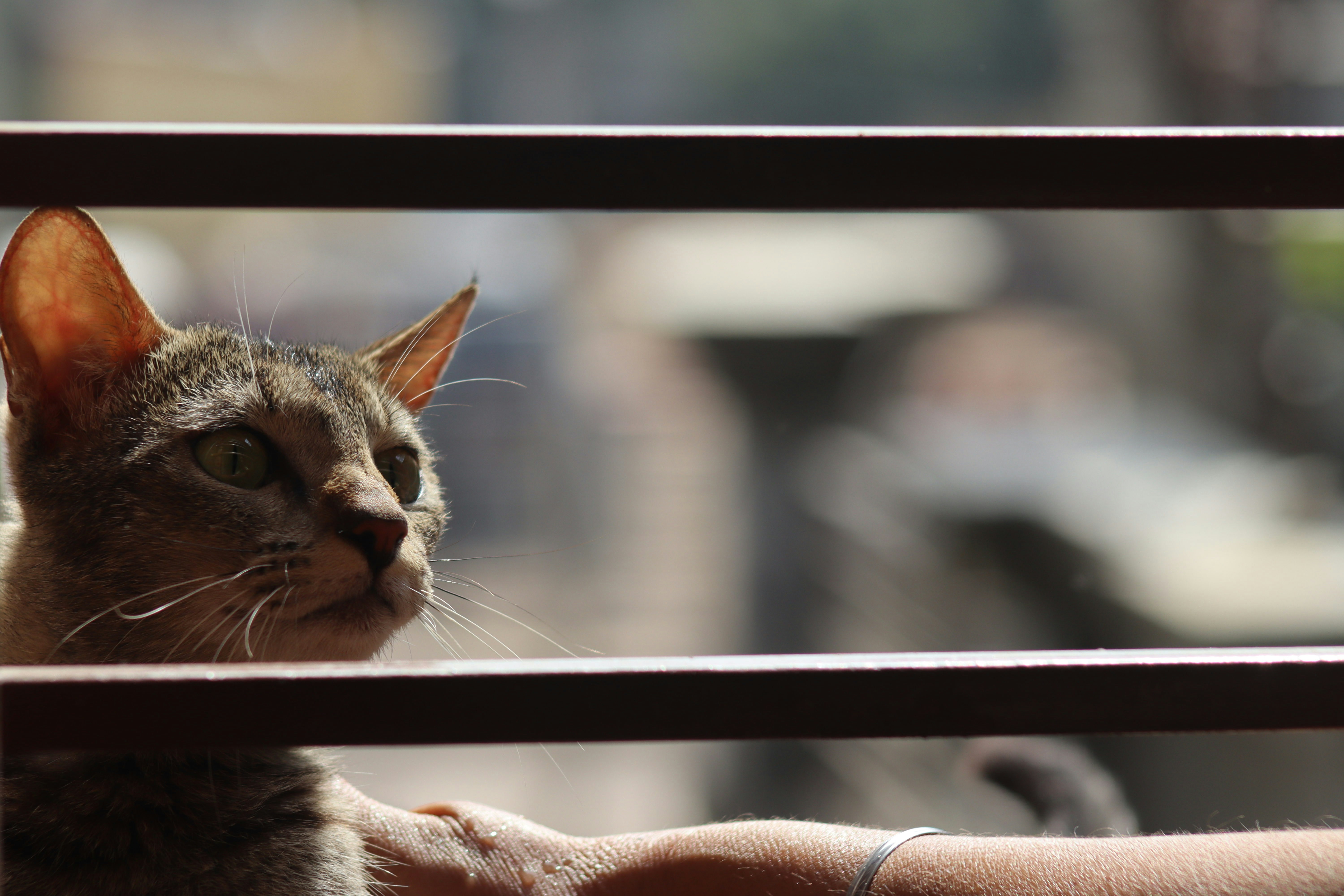 Stripes and Whiskers: a Balcony Cat Peeks Between Blinds