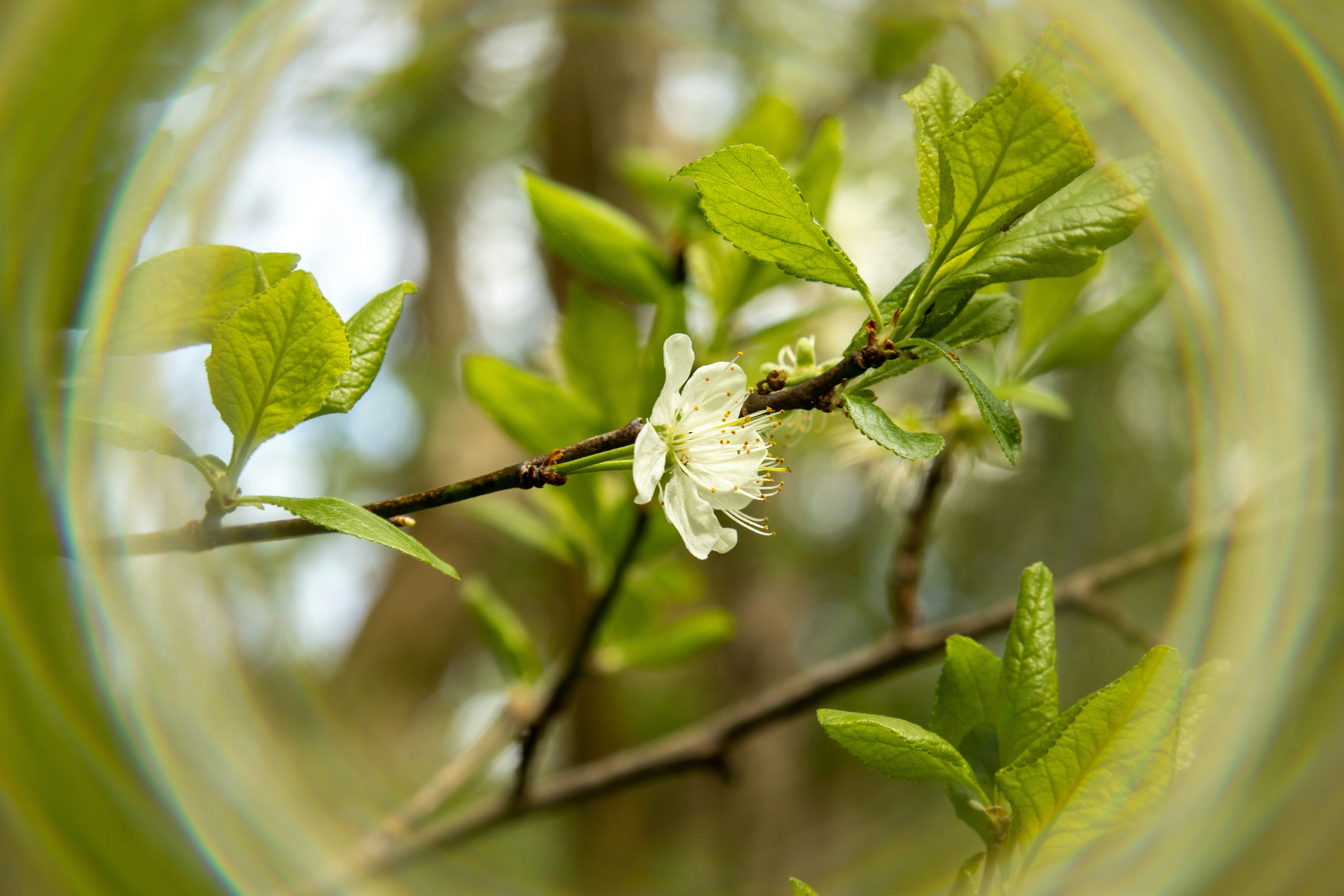 Blossom in a Glass Ring: Delicate Cherry Flower Framed by Crooked Light