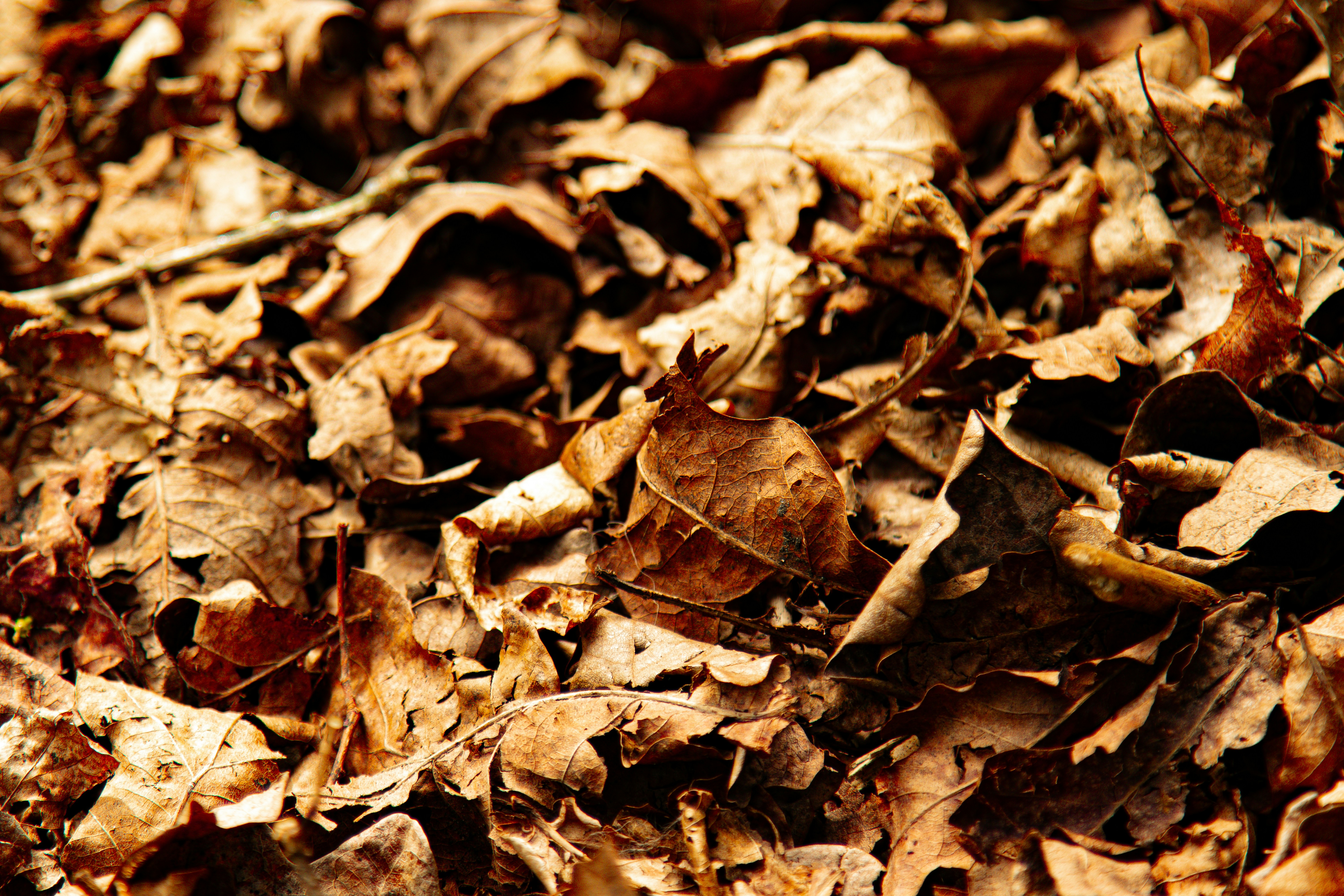 Amber Crinkle: Close-Up of a Pile of Dry Autumn Leaves