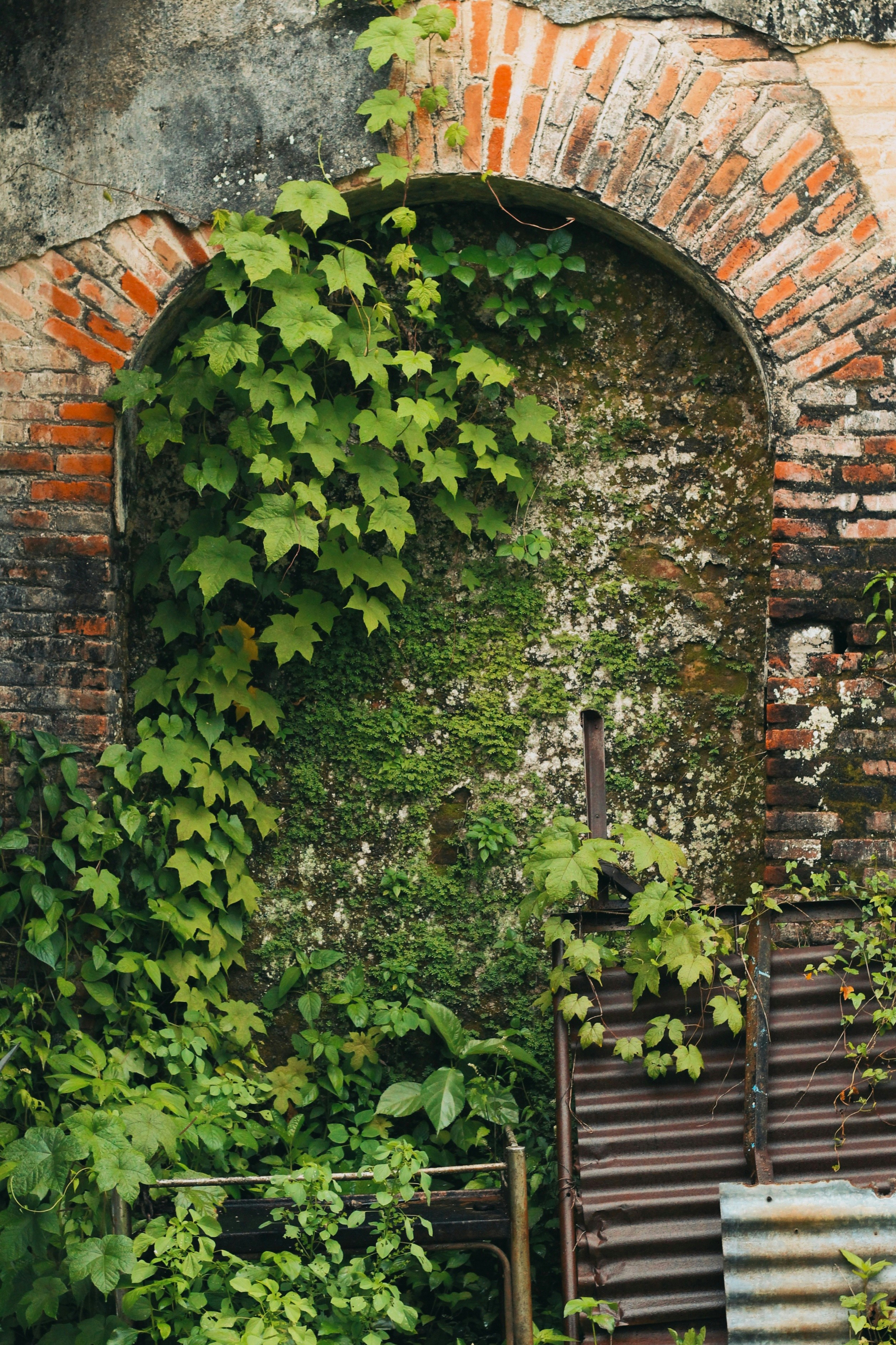 An abandoned historical wall bricks, covered by vines at Rangkasbitung, Banten