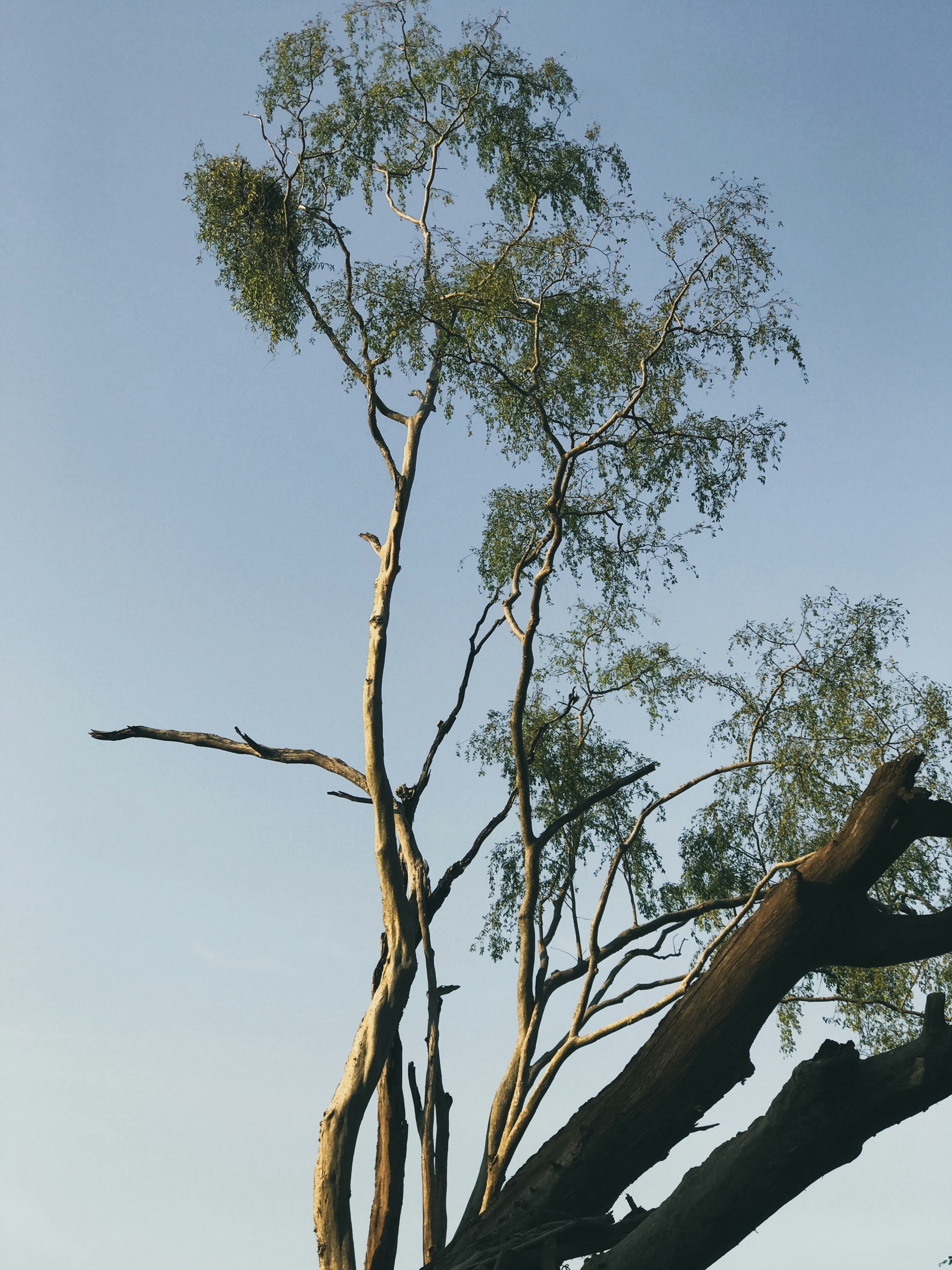 Ascendant Silhouettes: Tree Limbs Against a Clear Sky