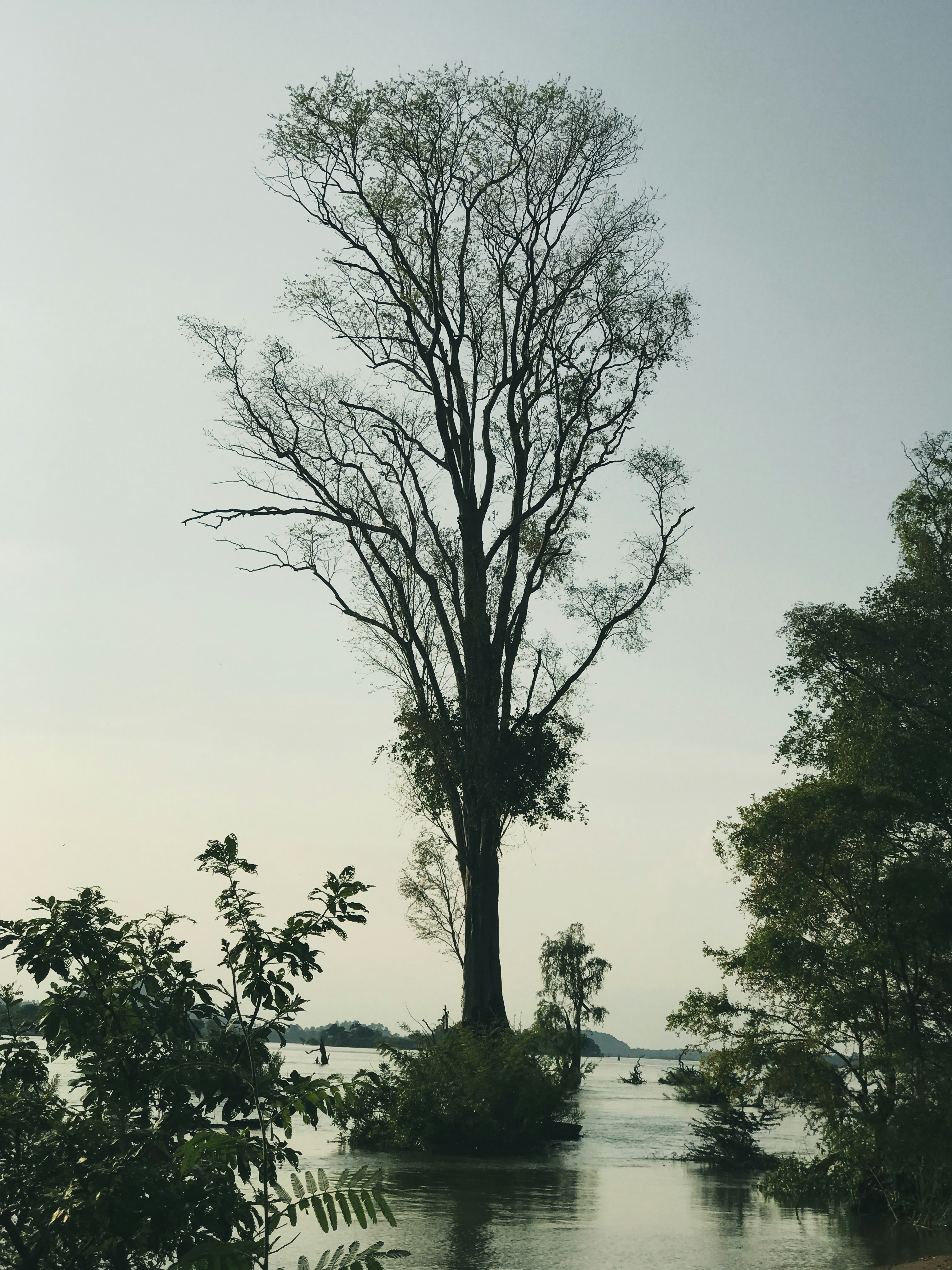 The Sentinel of the Quiet River: A Tall Tree on a Narrow Island at Dawn