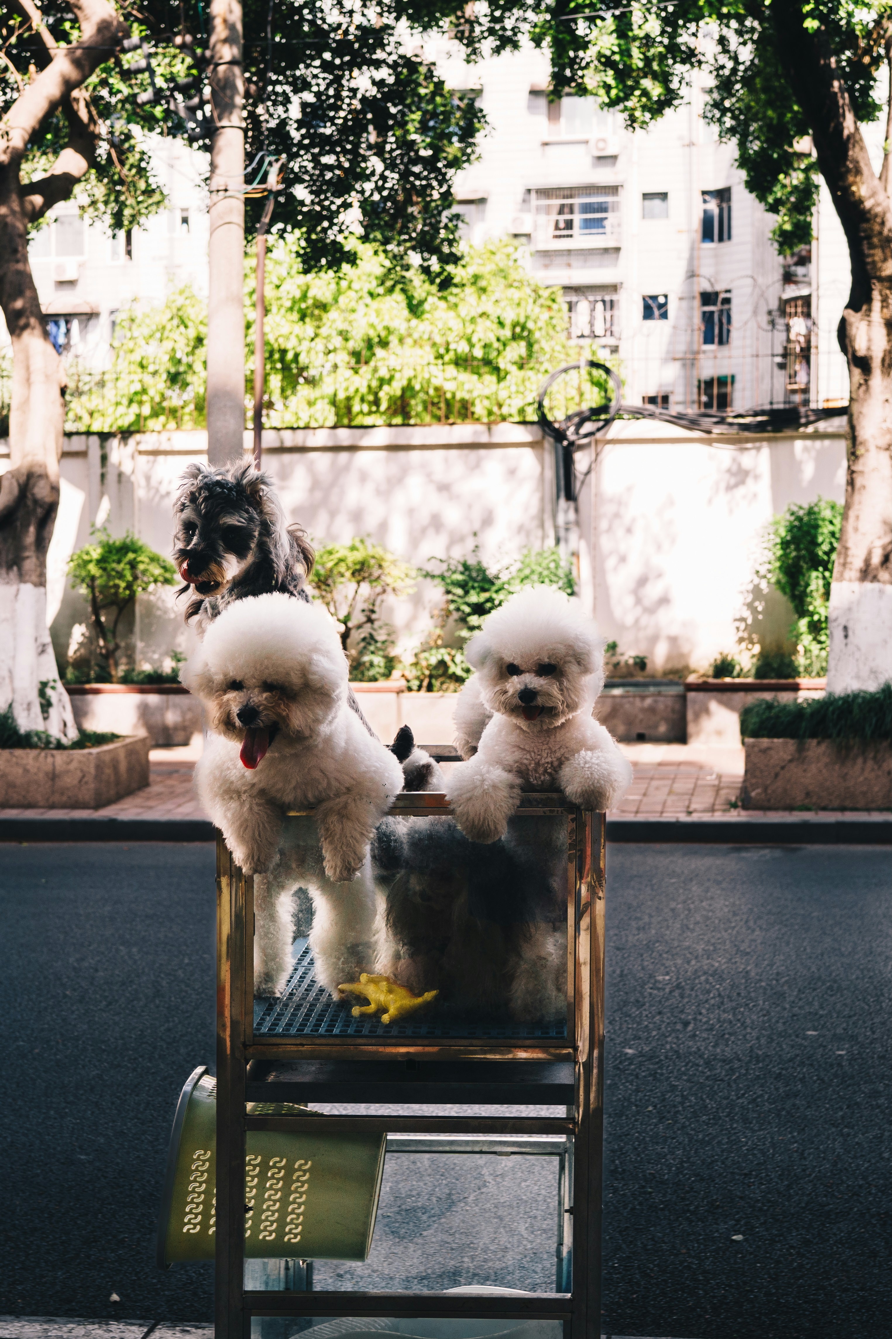 Three pampered dogs pose on a cart. photo – Free Portrait Image on Unsplash