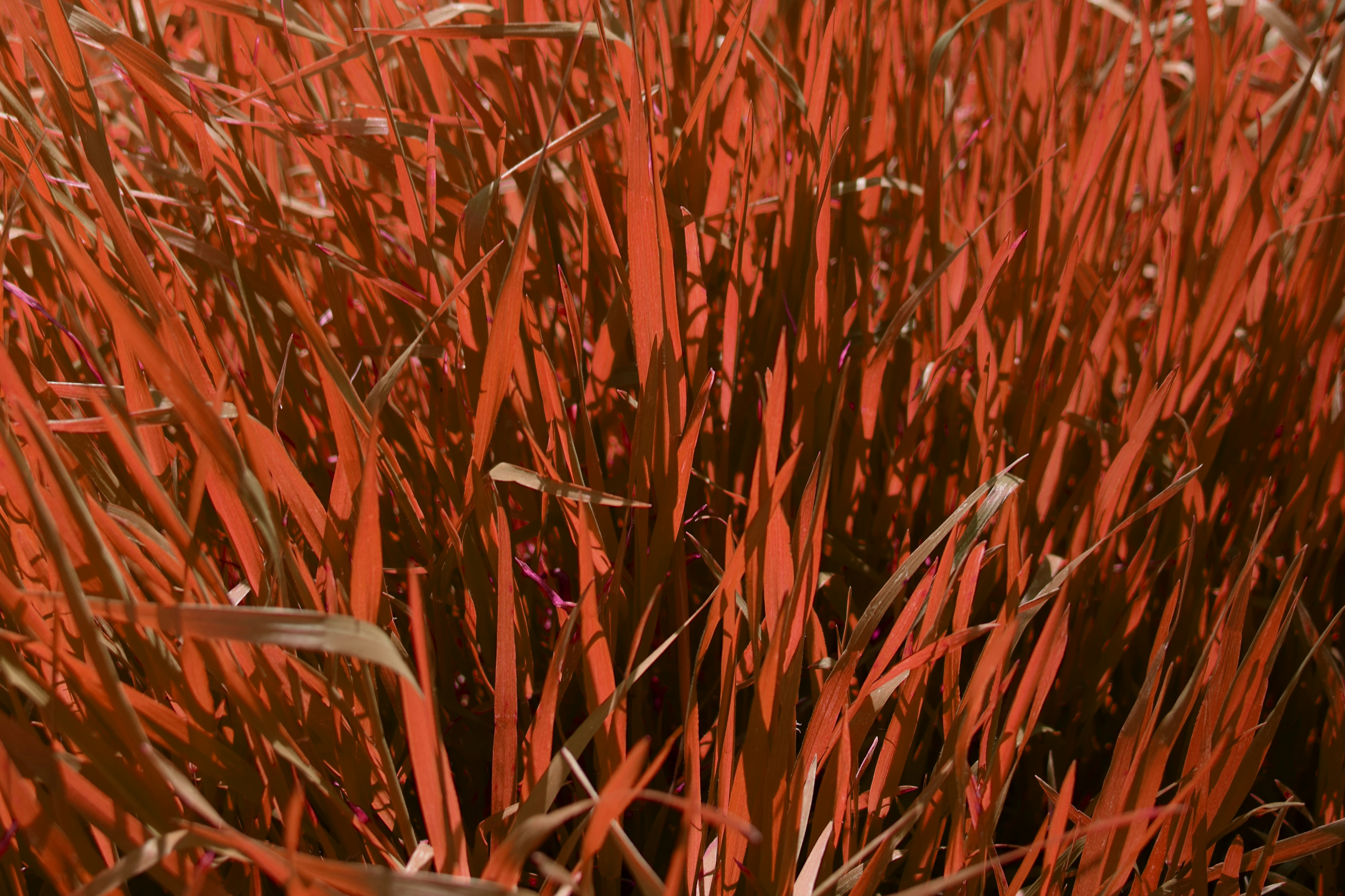 Red grass fills the entire image. photo – Free Forest Image on Unsplash