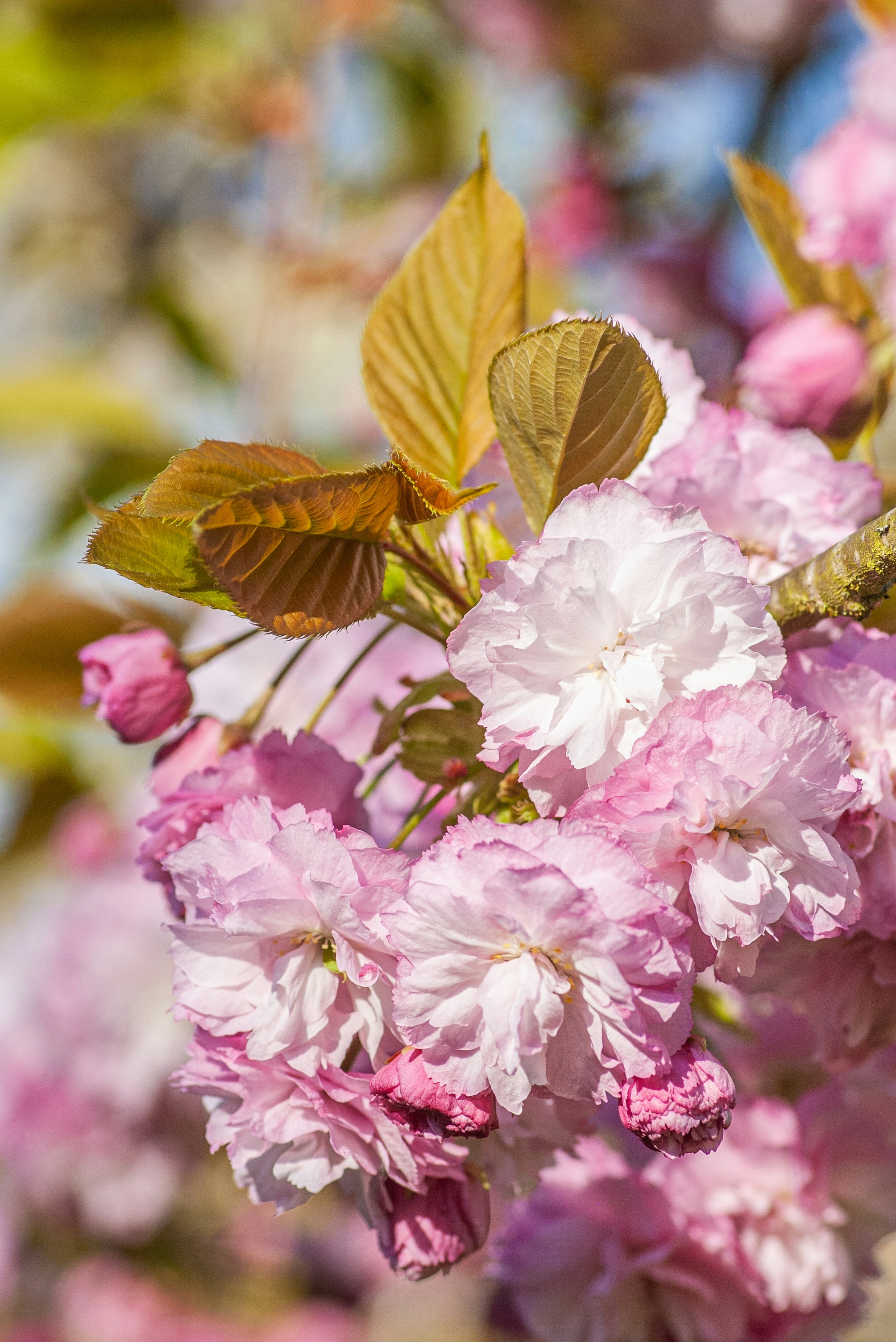 Pink Cherry Pictures | Download Free Images on Unsplash
