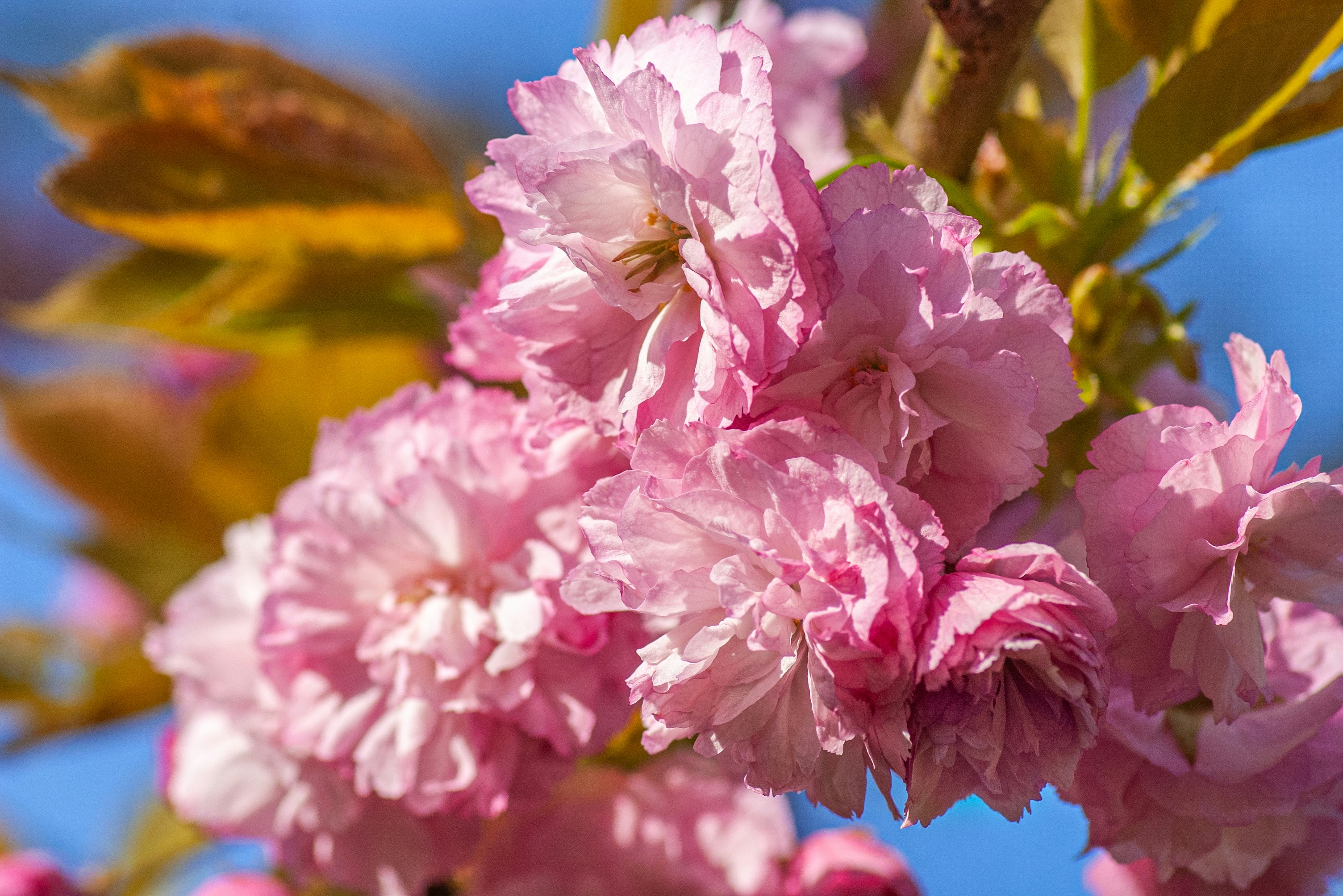 Pink Cherry Pictures | Download Free Images on Unsplash