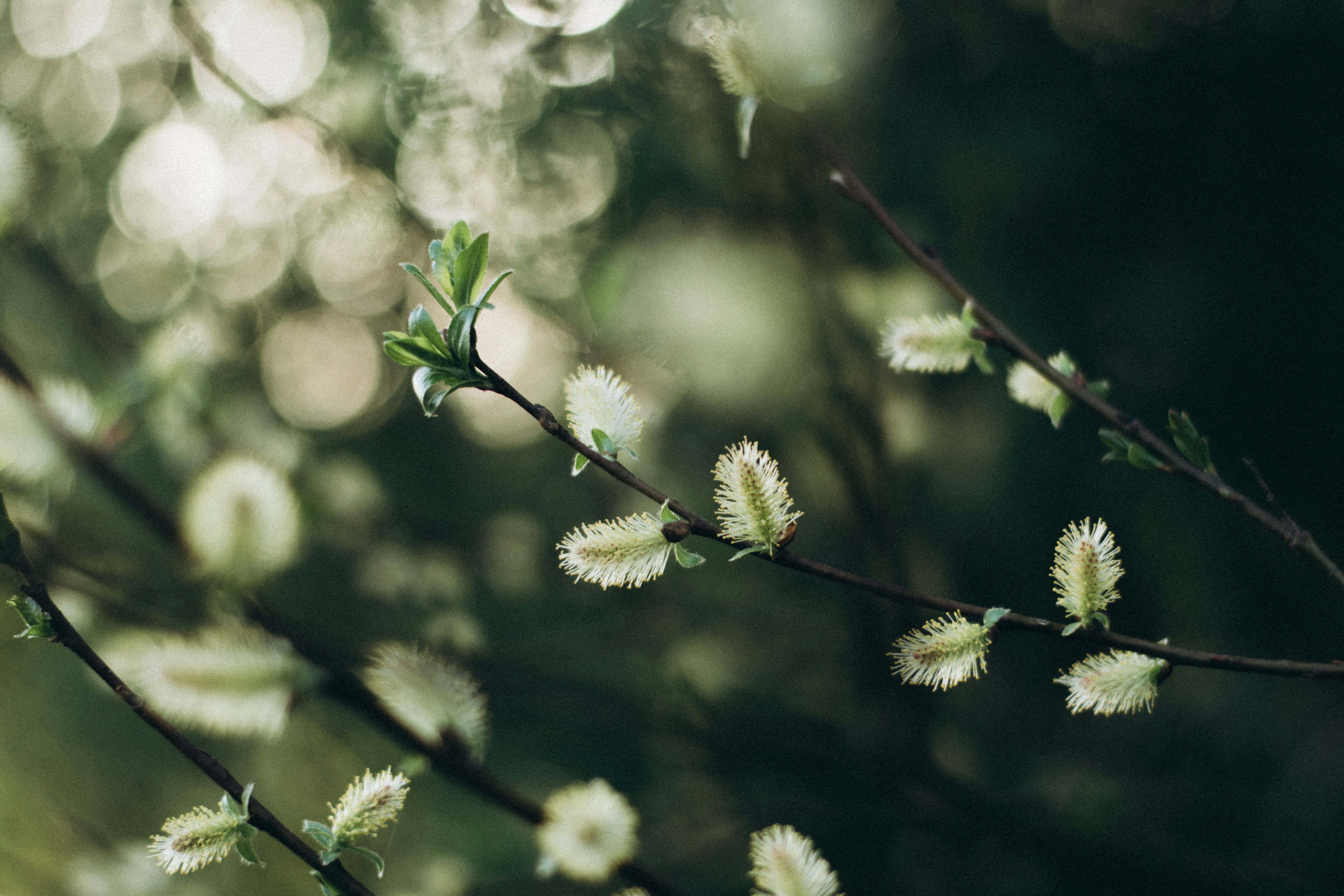 Photo by Anna Kovaļova with Nikon D5600