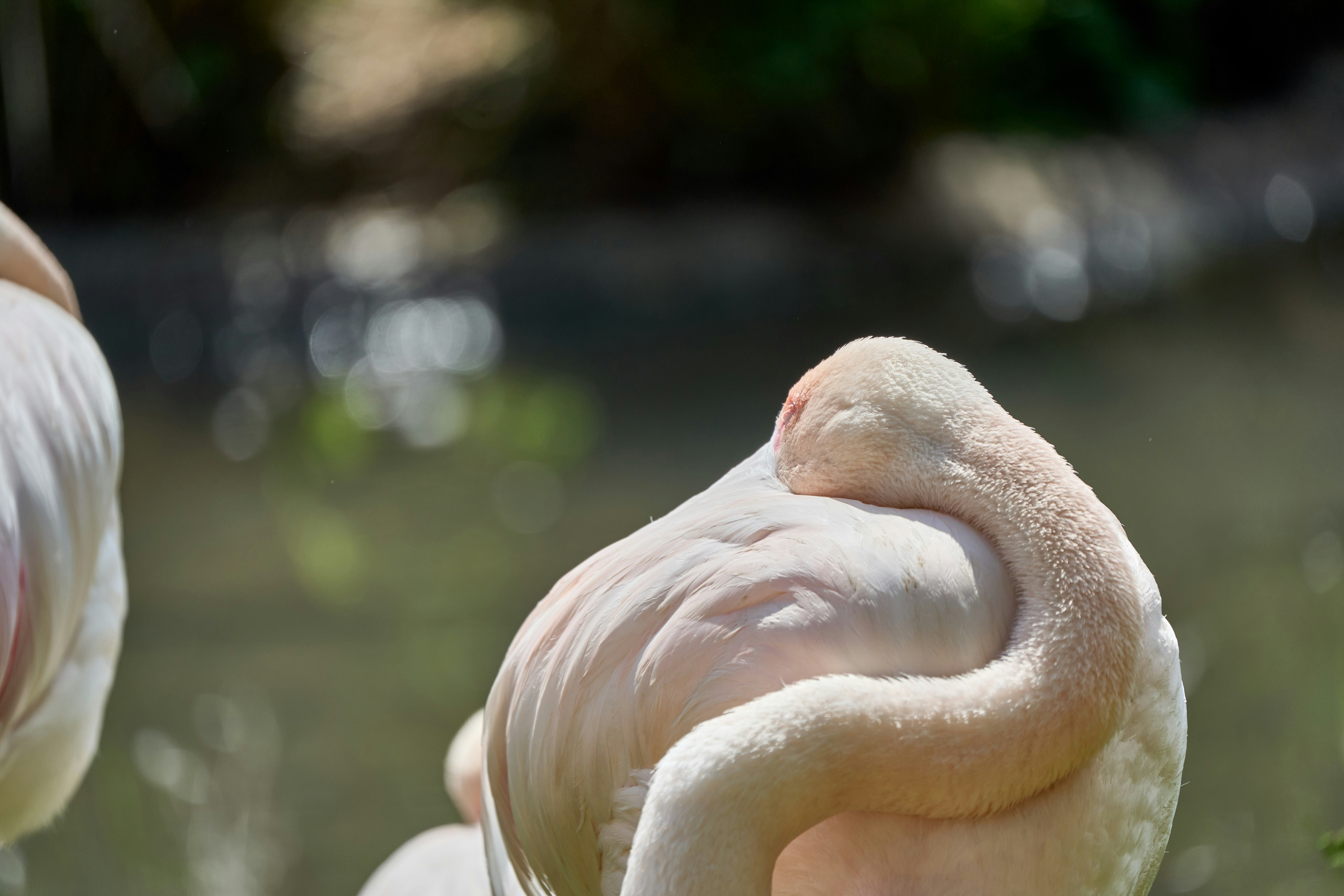 A flamingo rests its head against its body. photo – Free Animal Image ...