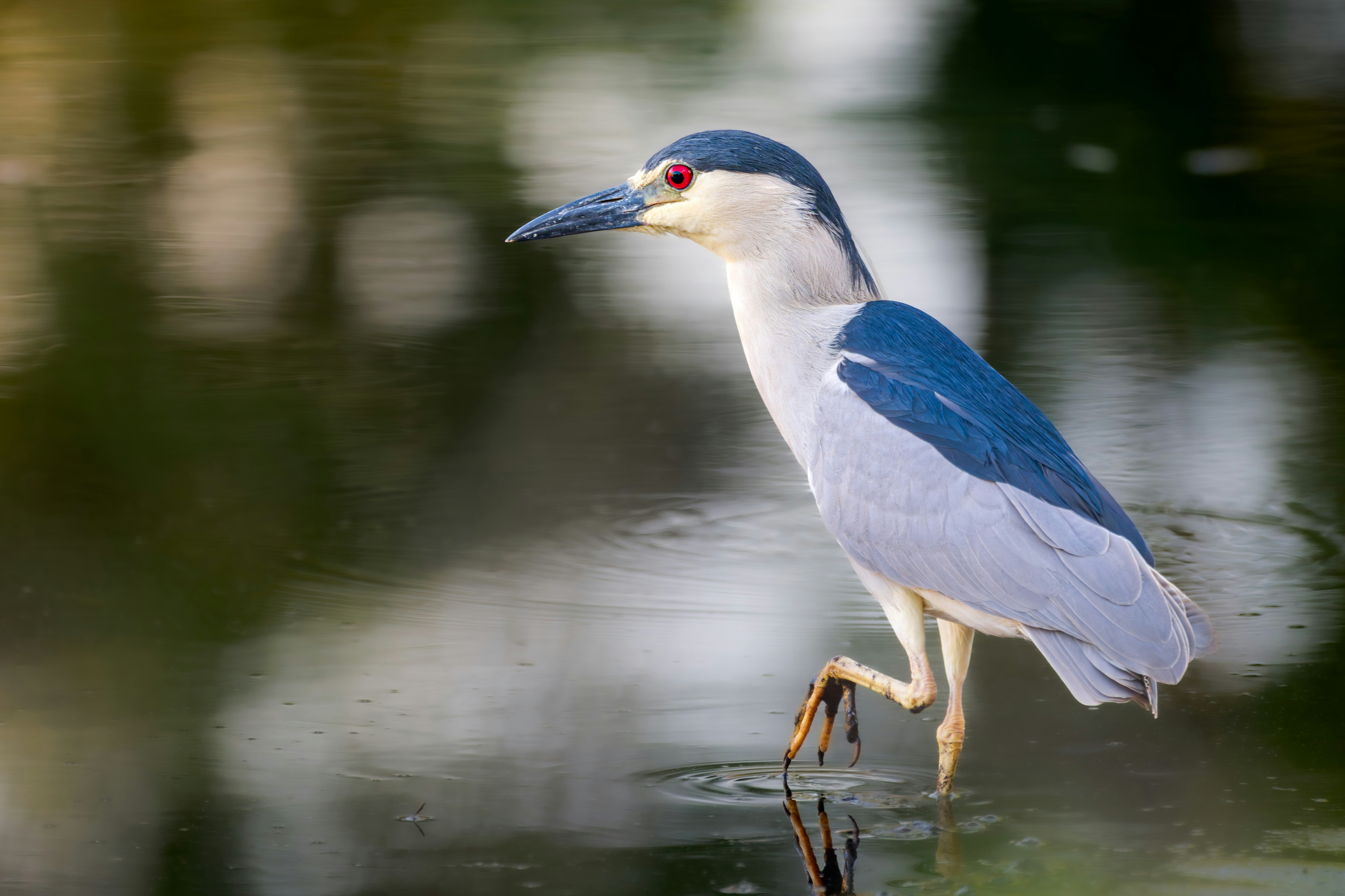 Ridgeback Heron in Quiet Water: Focused Glory by the Pond