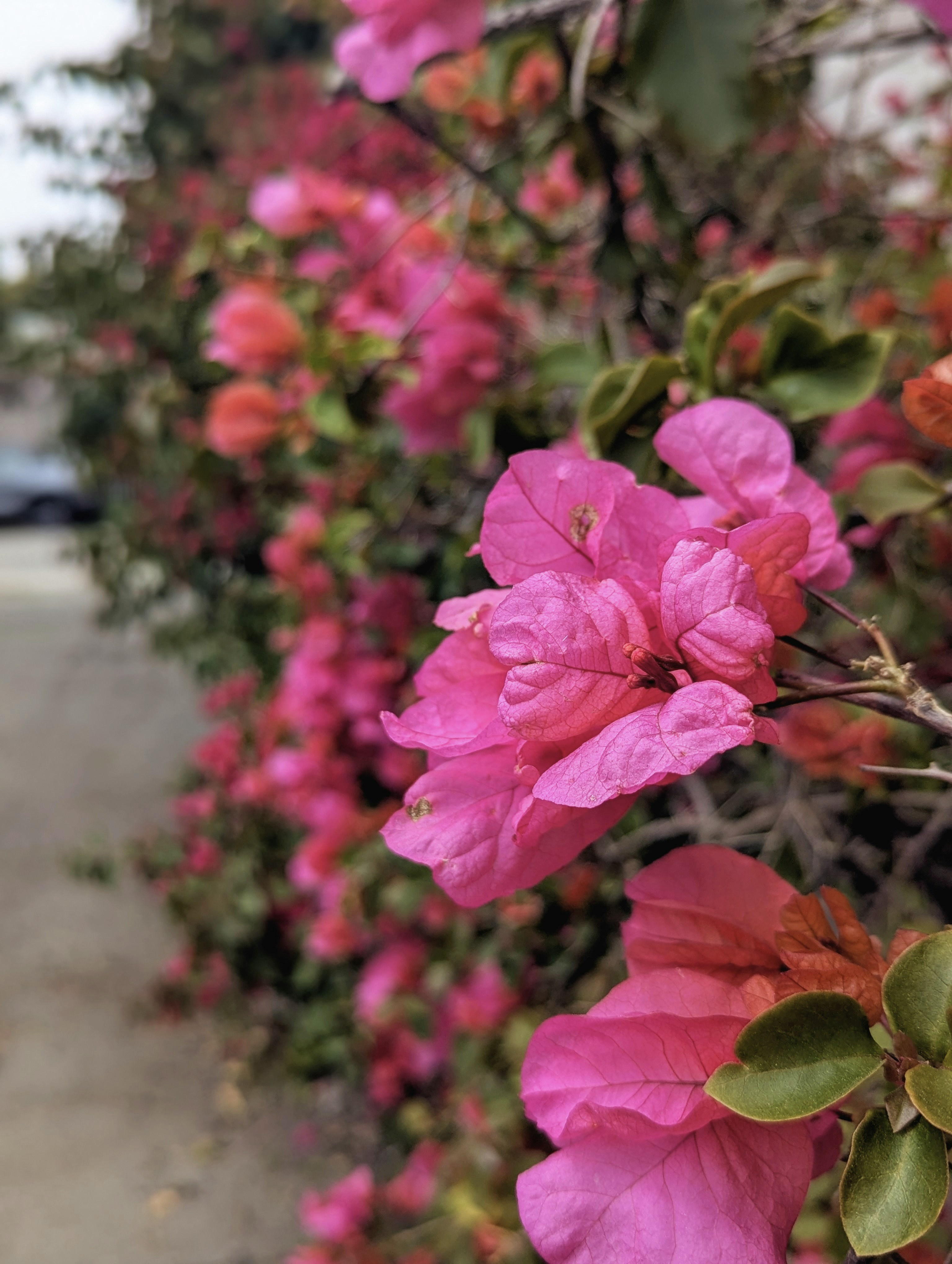 Beauty is everywhere.