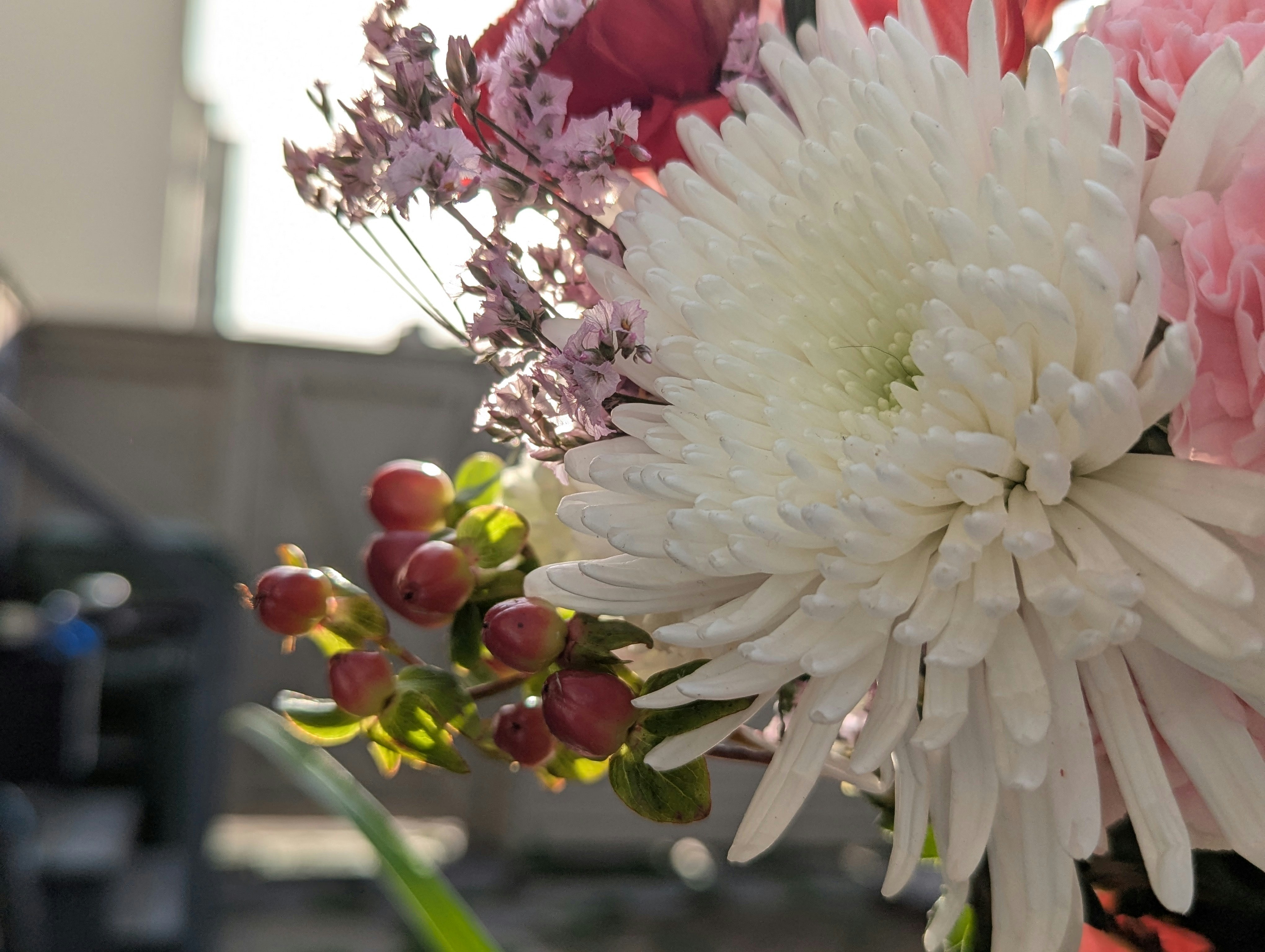 Petals in Focus: A Close-Up Chrysanthemum Framed by Berry Accents