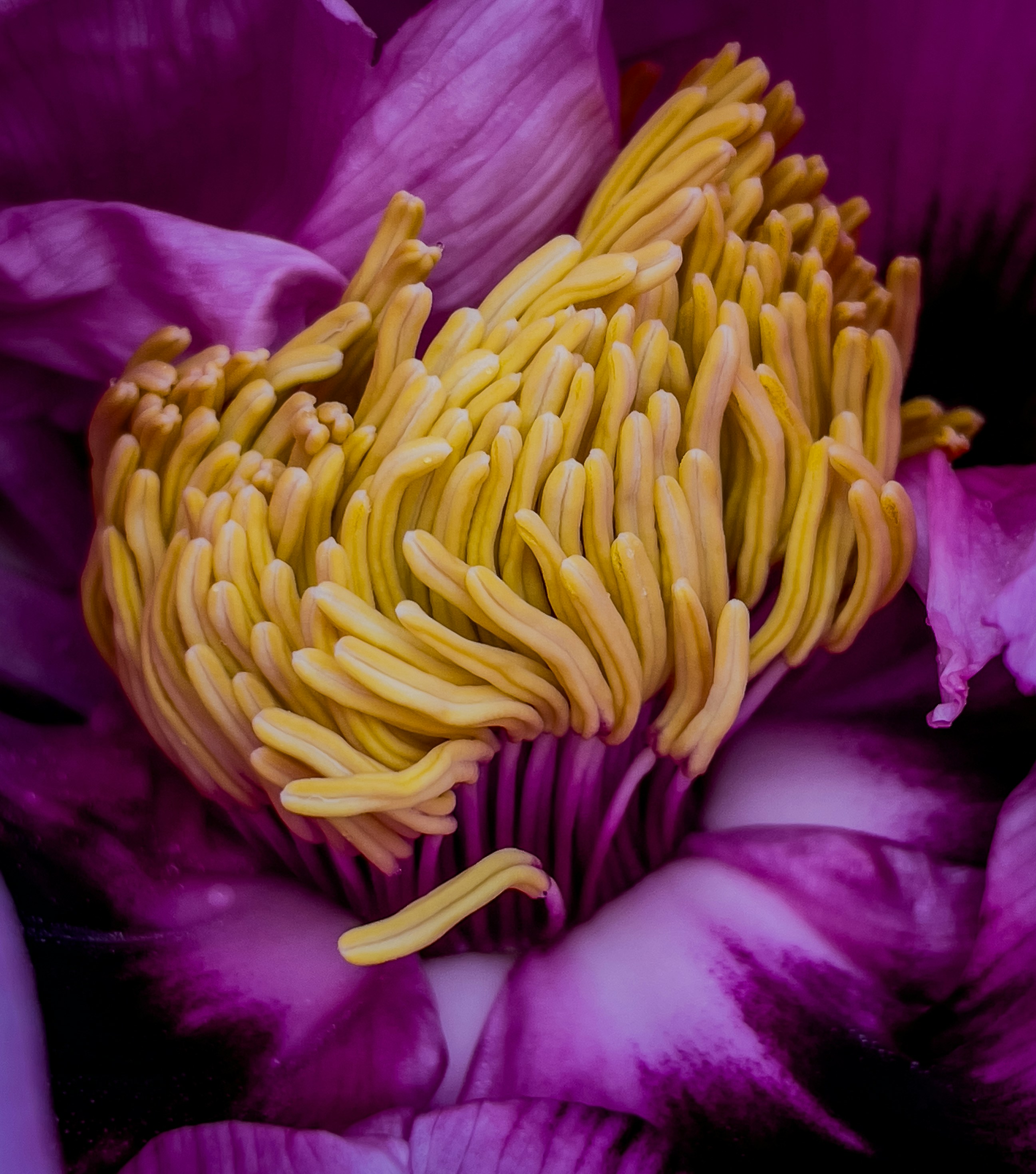 A purple flower's stunning close-up.