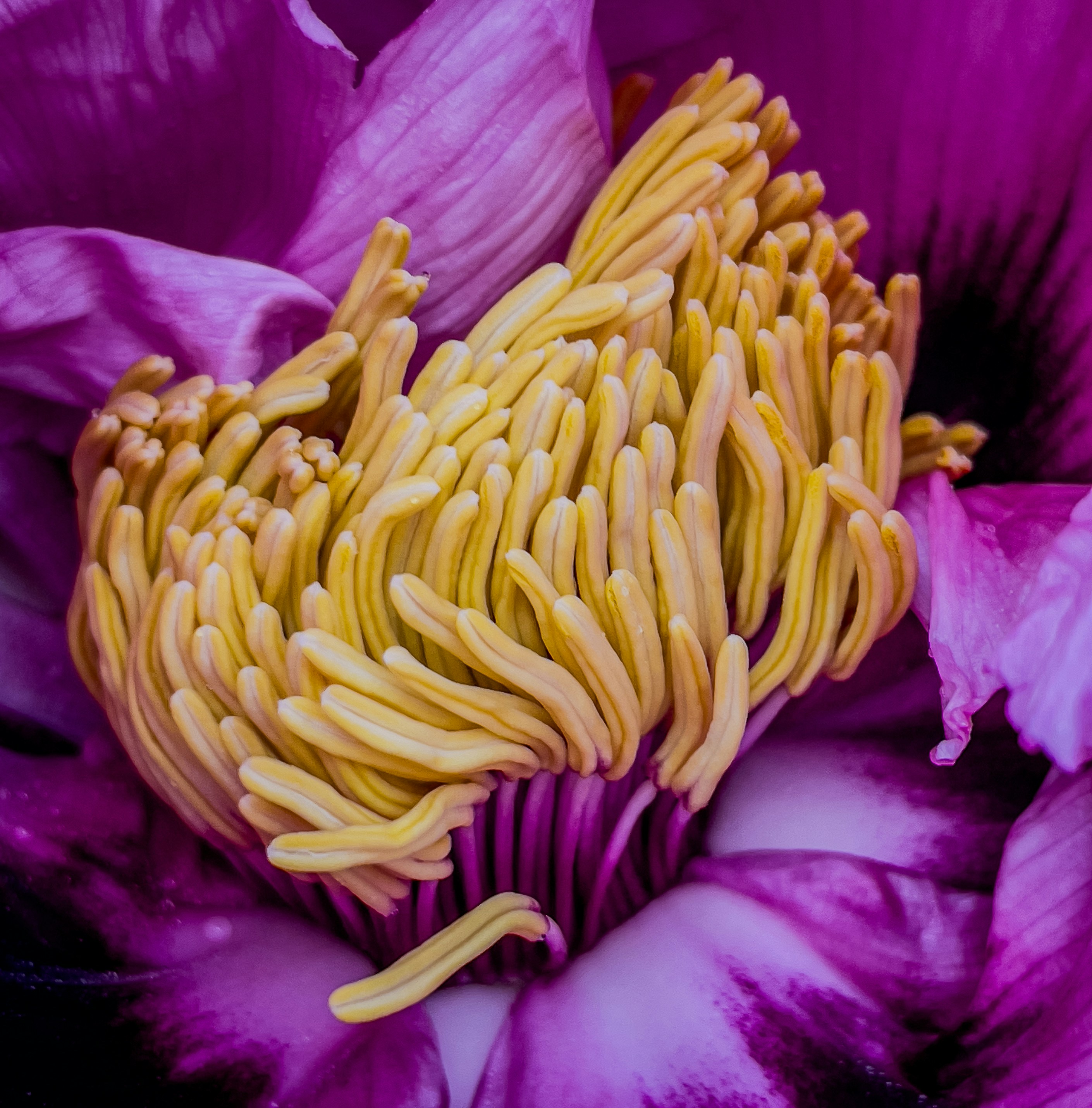 Crown of Gold in a Violet Peony: A Macro Portrait
