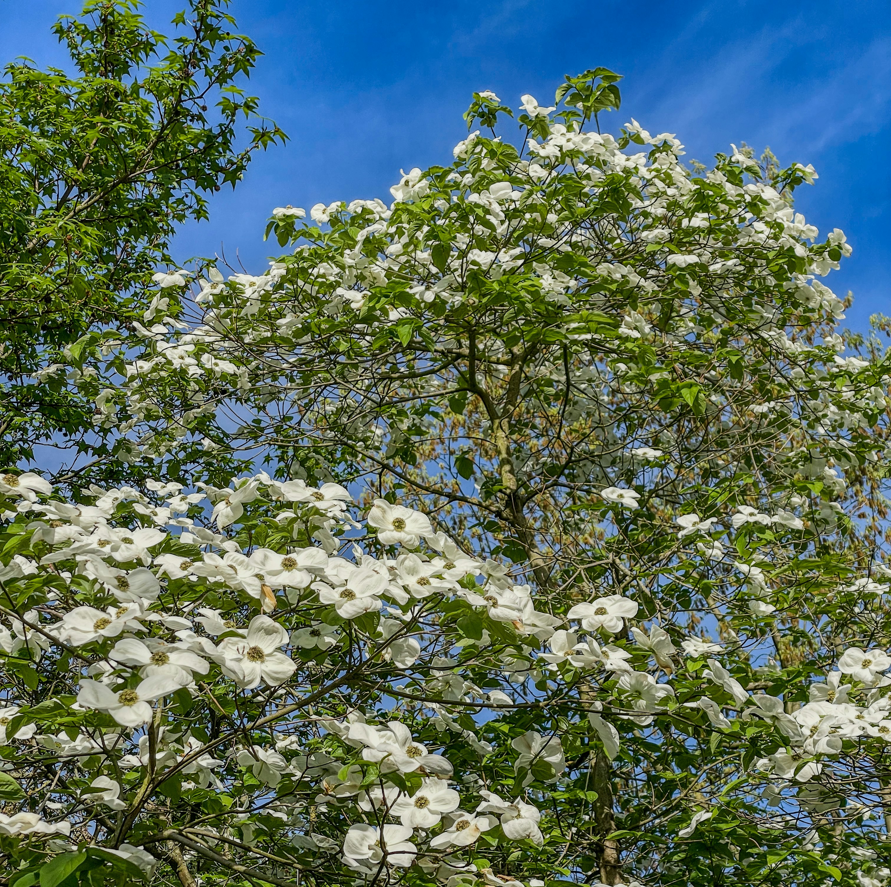 White flowers bloom on a tree under a blue sky.
