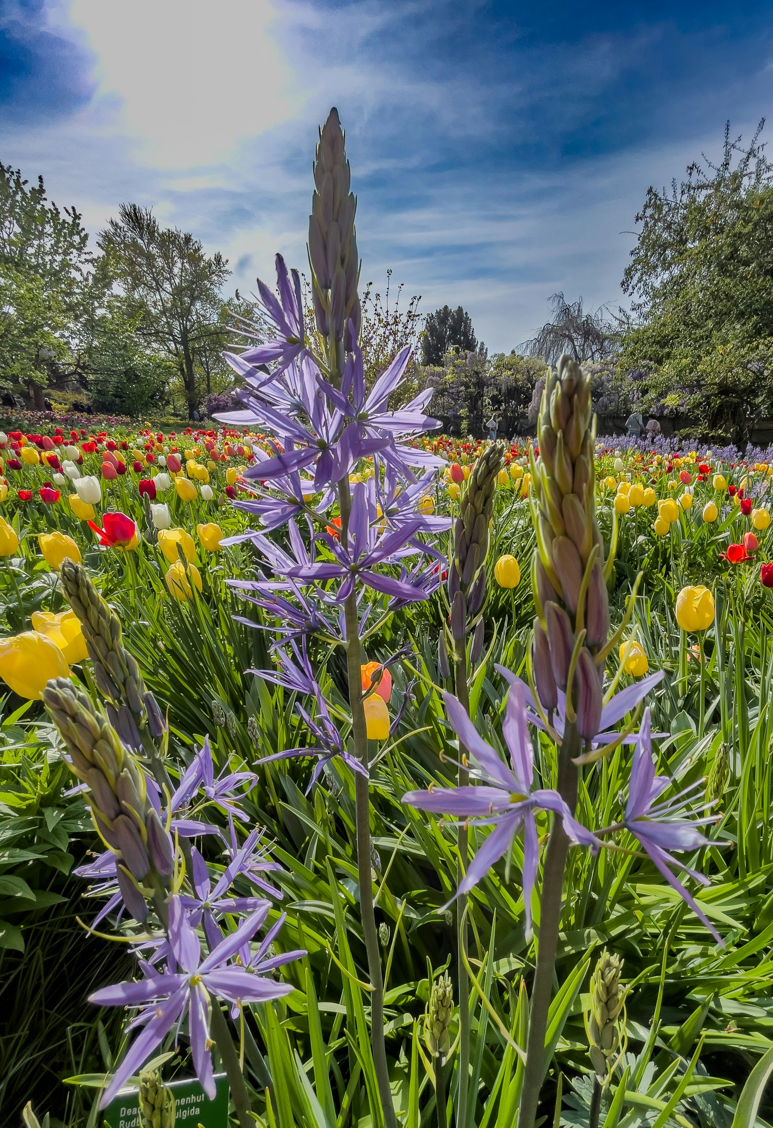 Violet spires among a bloom parade