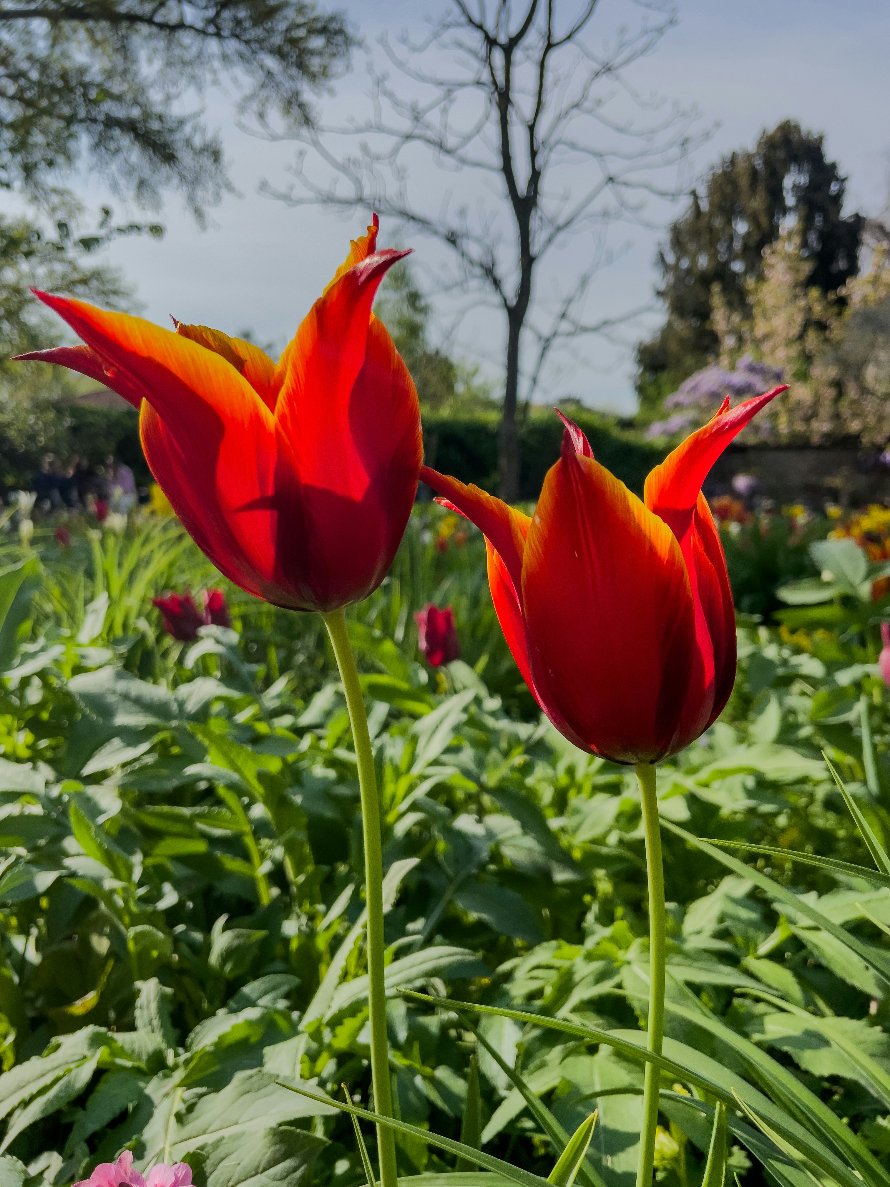 Crimson Tulip Duo Reaching Toward Spring Sun