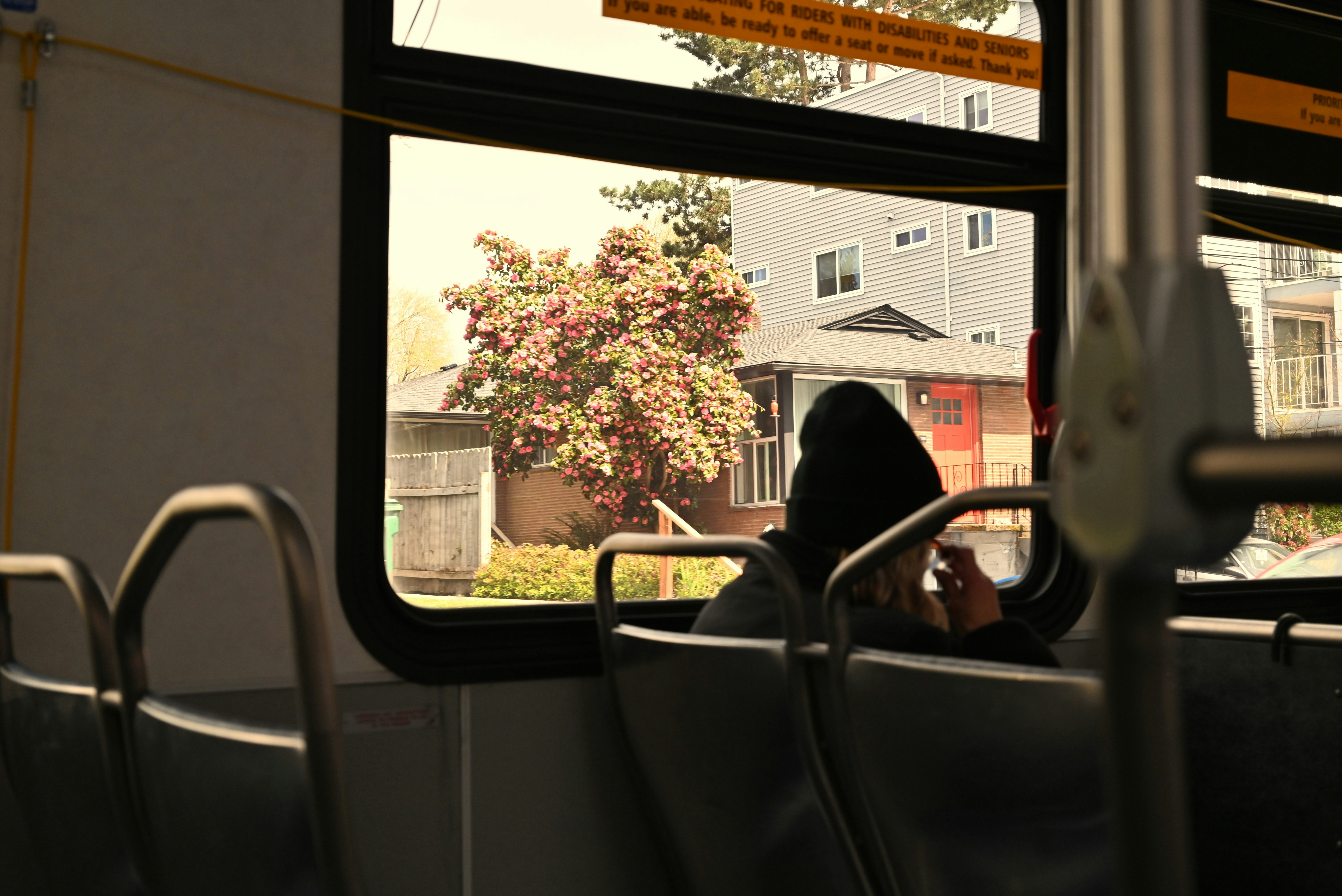 Bus Window Reverie: Sunlit Blossoms Framing a Quiet Street