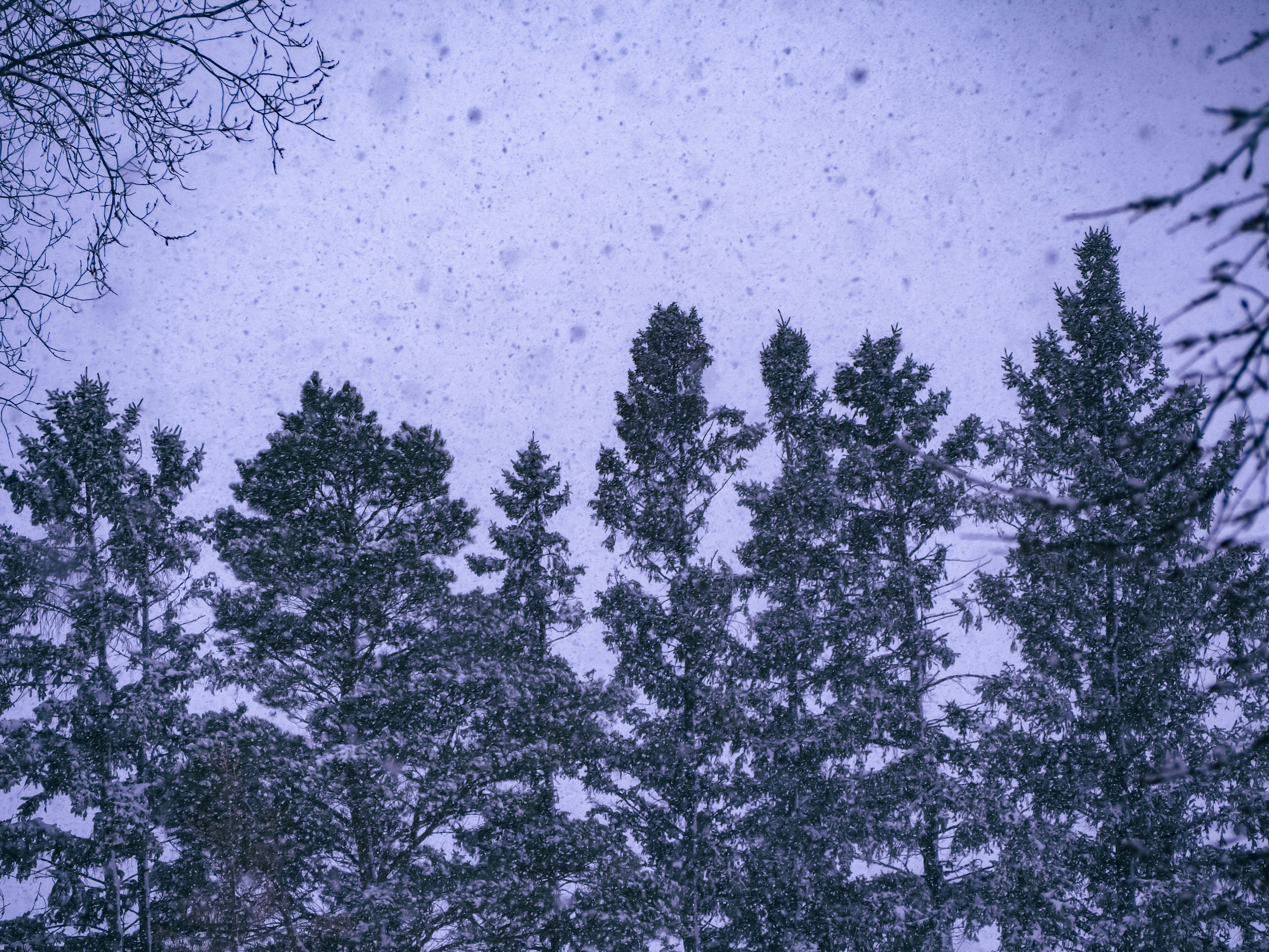 Whispers of Winter's Embrace