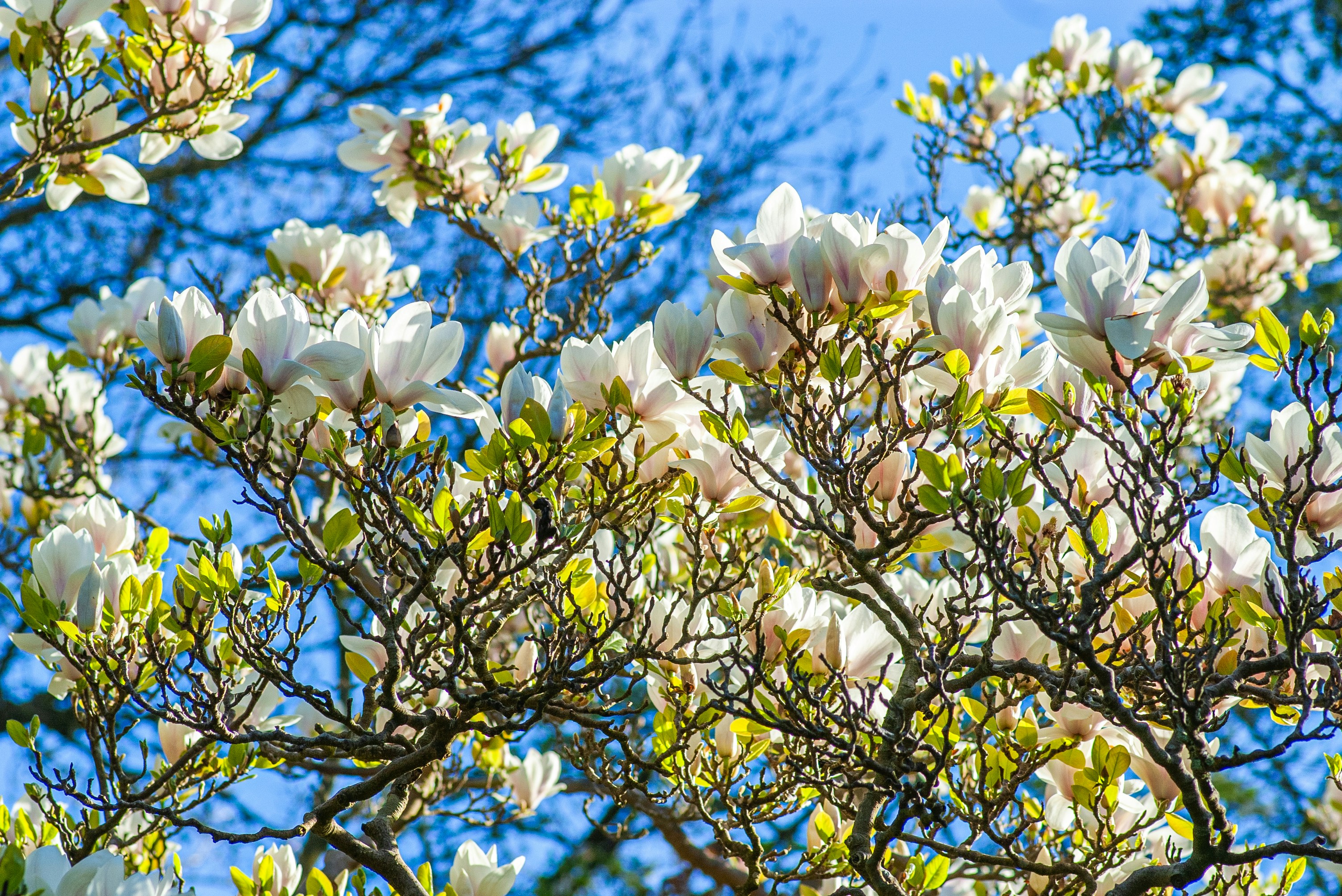 Magnolia tree blooms beautifully in springtime. photo – Free Flowers ...