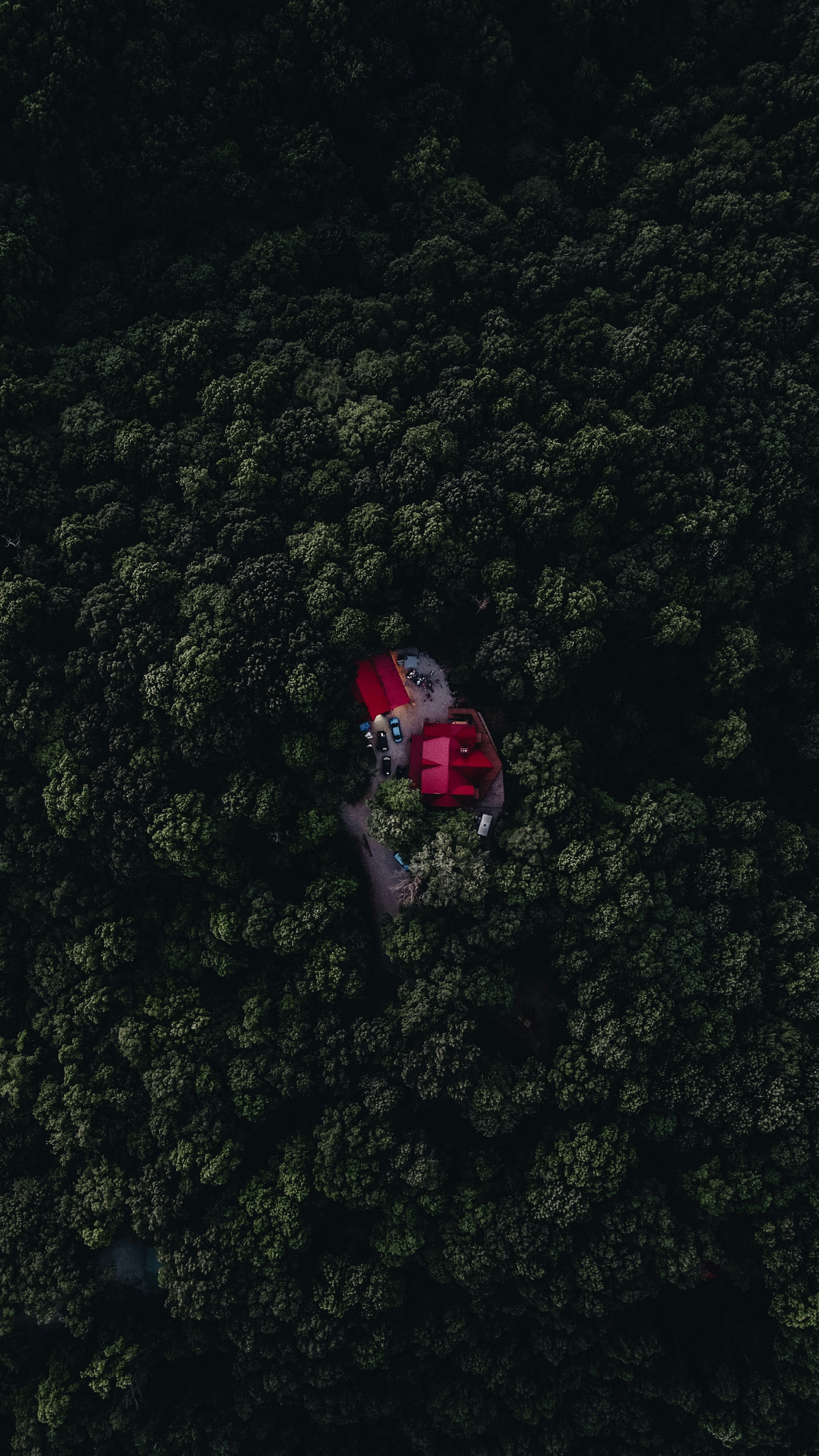 Crimson Roof Retreat Hidden in Dense Canopy