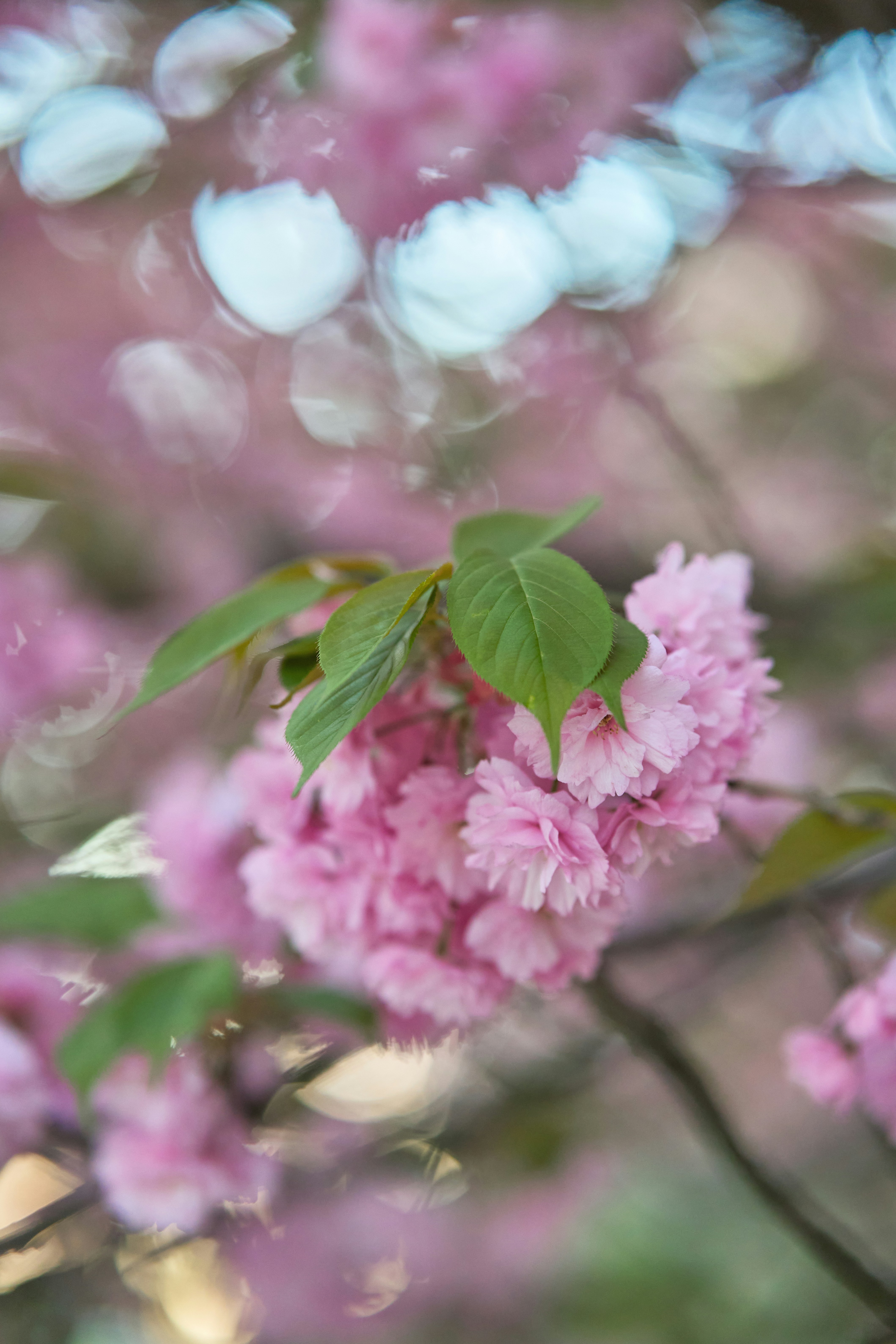 Pink blossoms bloom beautifully on a tree branch. photo – Free Flower ...