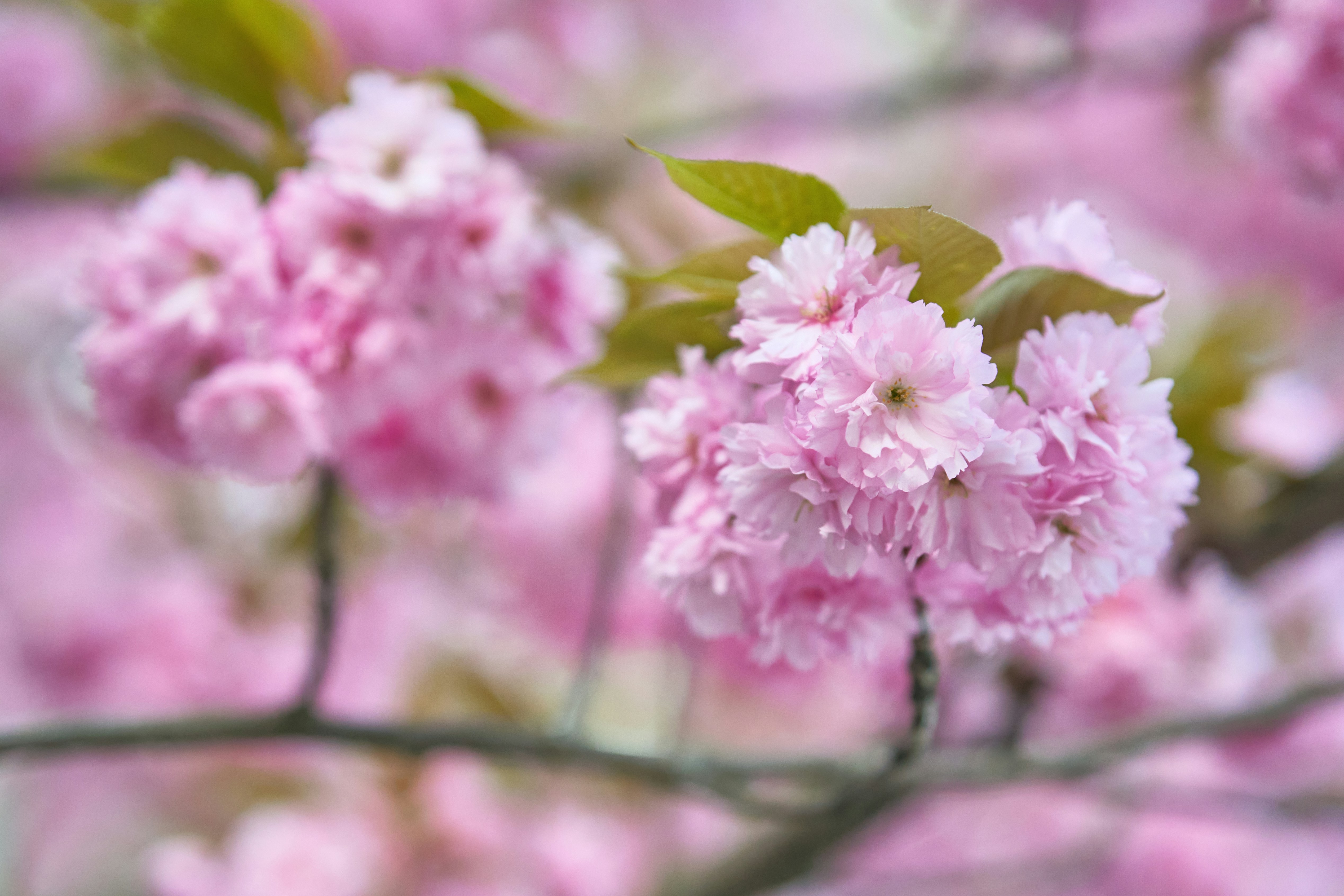 Cherry blossoms bloom beautifully in the spring. photo – Free Flower ...