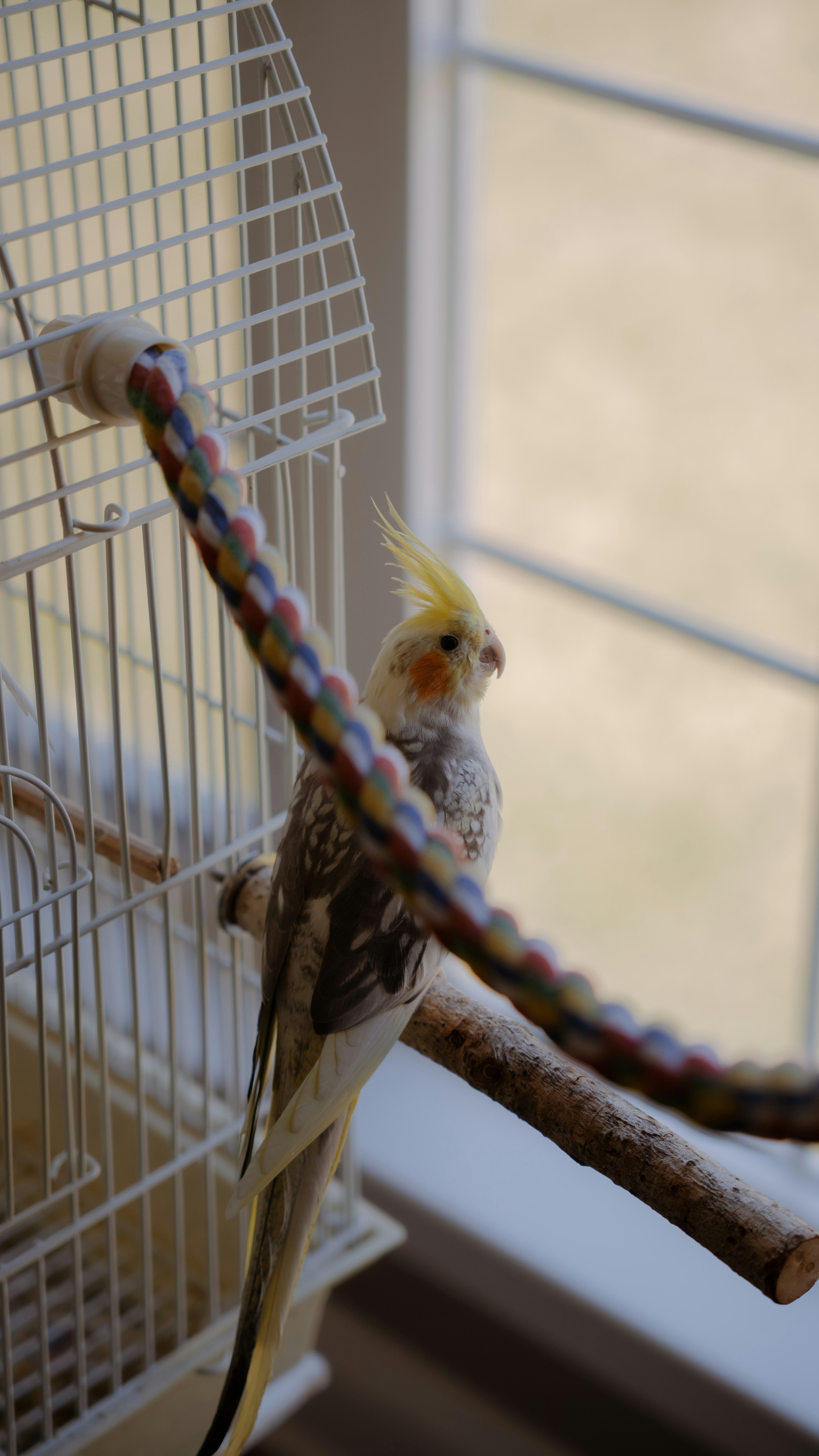 A cockatiel perched inside its cage. photo – Free House Image on Unsplash