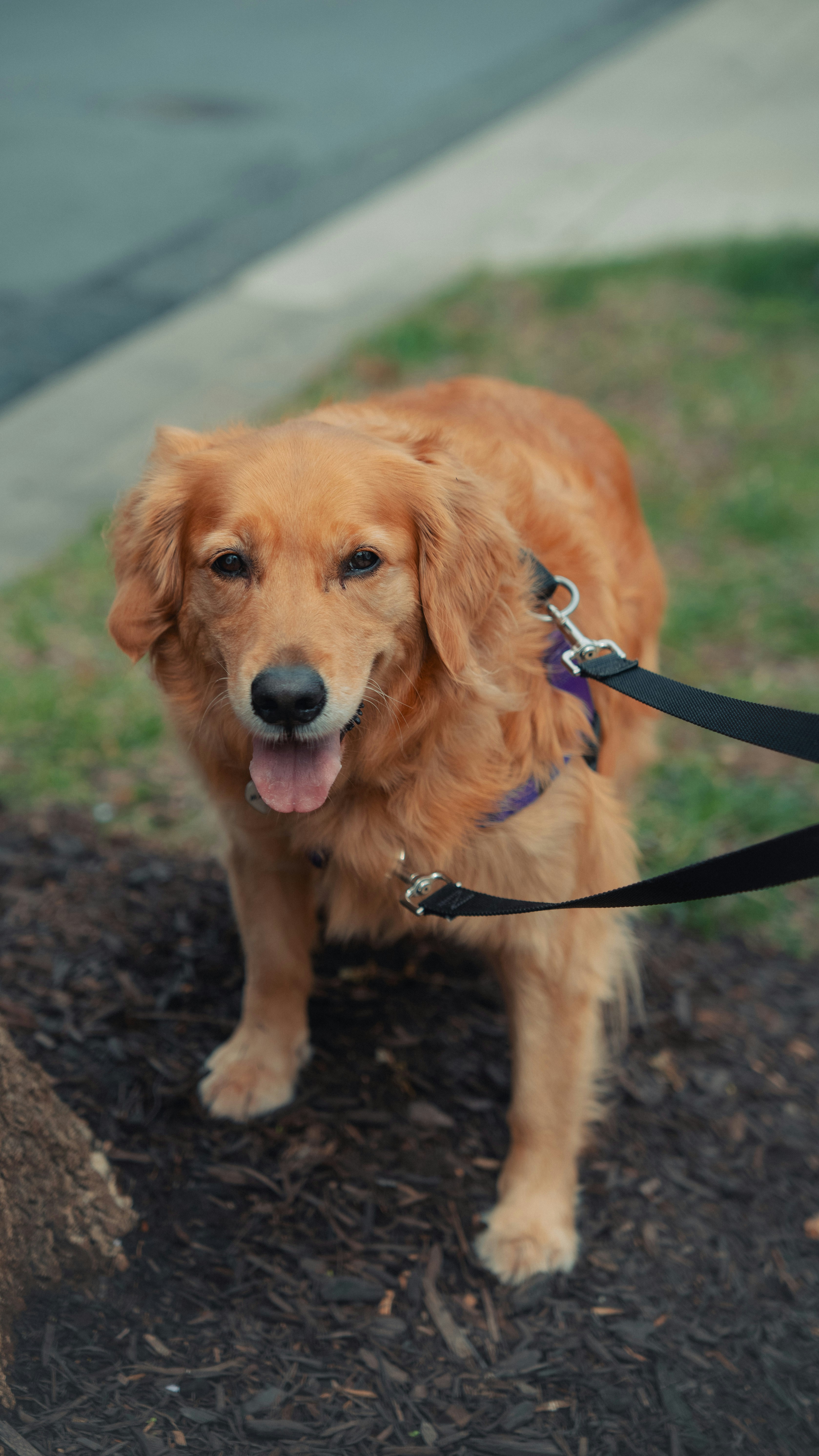 Golden Moment: A Friendly Golden Retriever on a Leash