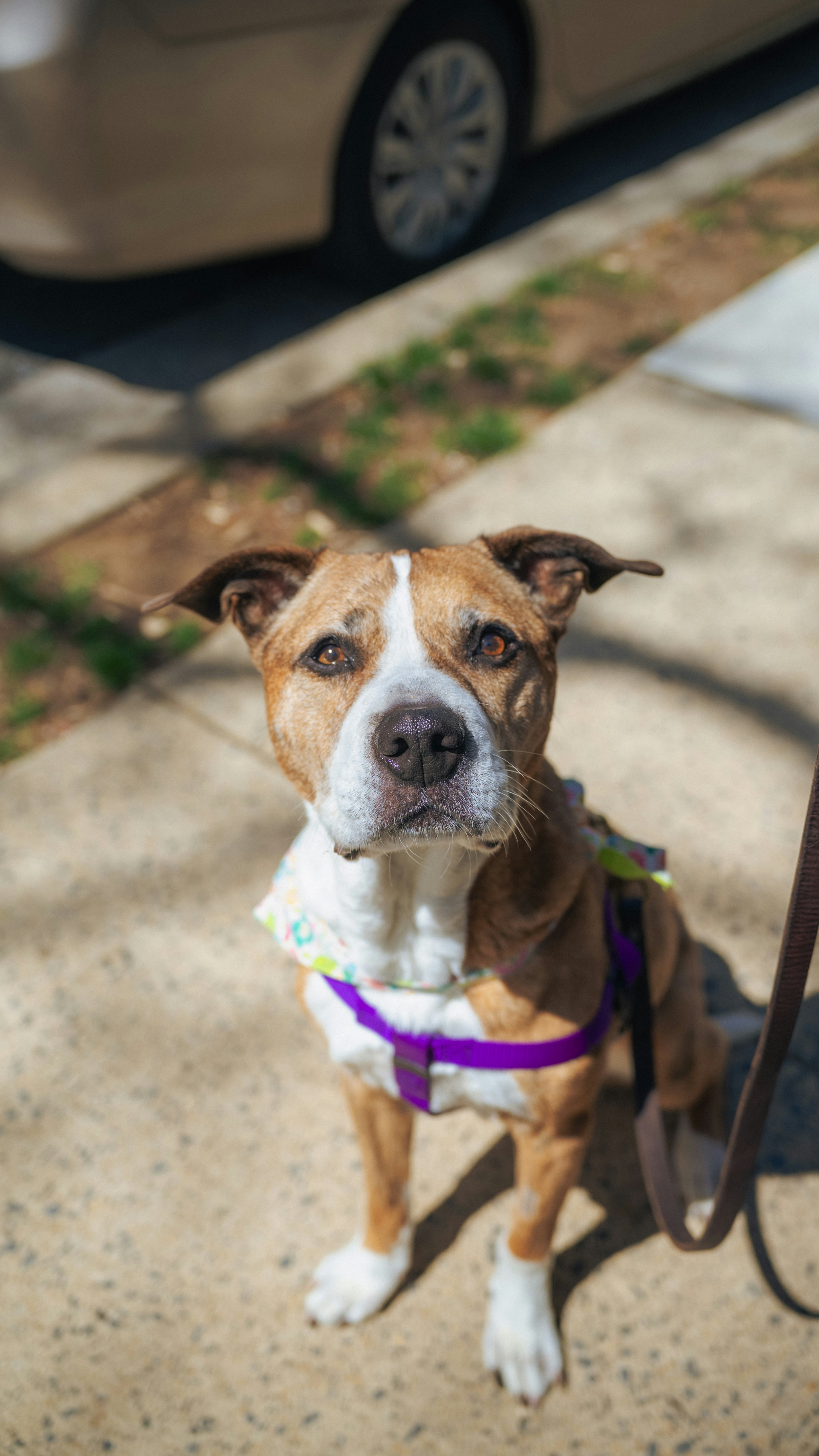 Direct Gaze: A Portrait of the Trusty Park-Companion