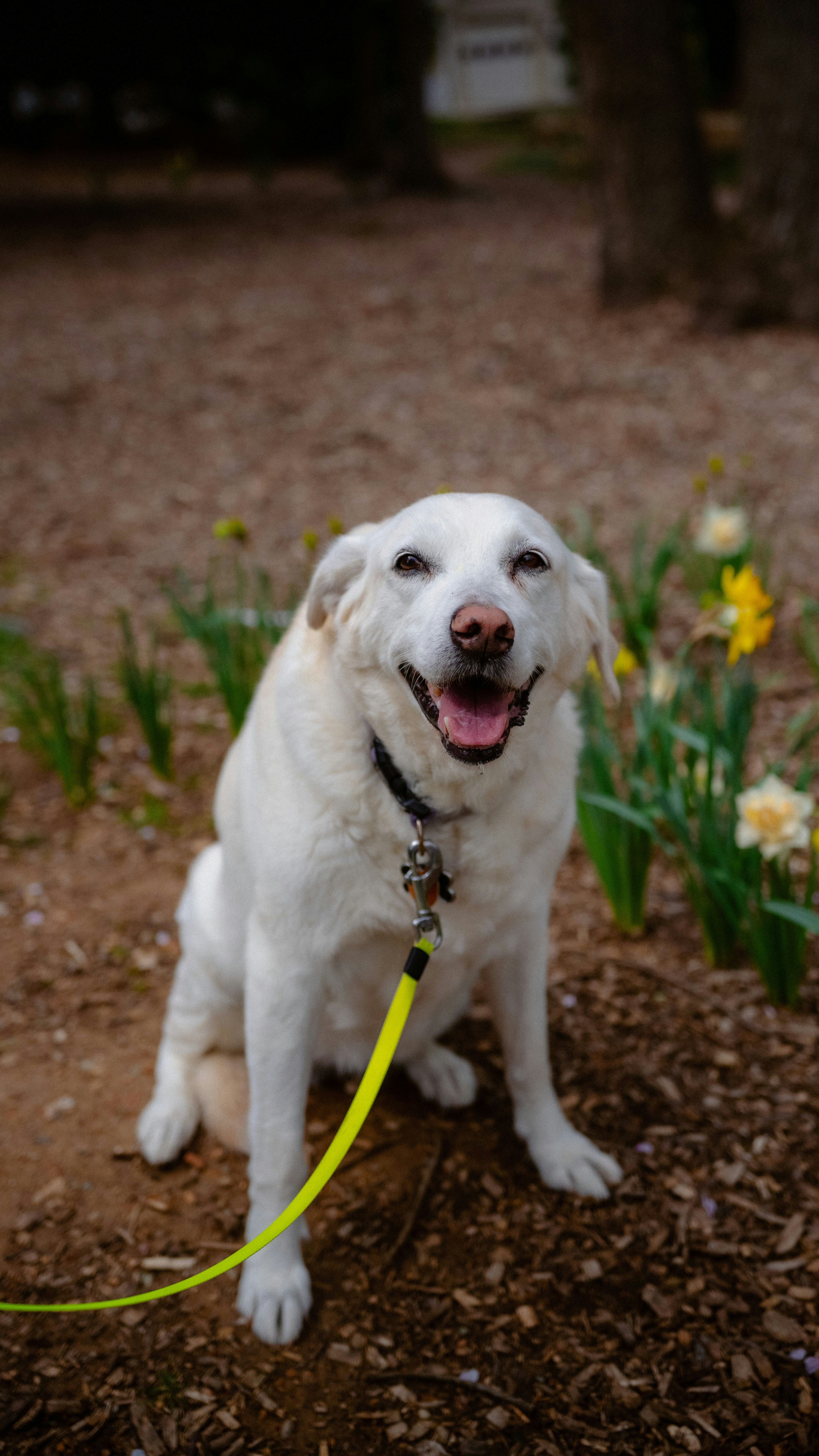 Bright-eyed Labrador Amid a Border of Daffodils