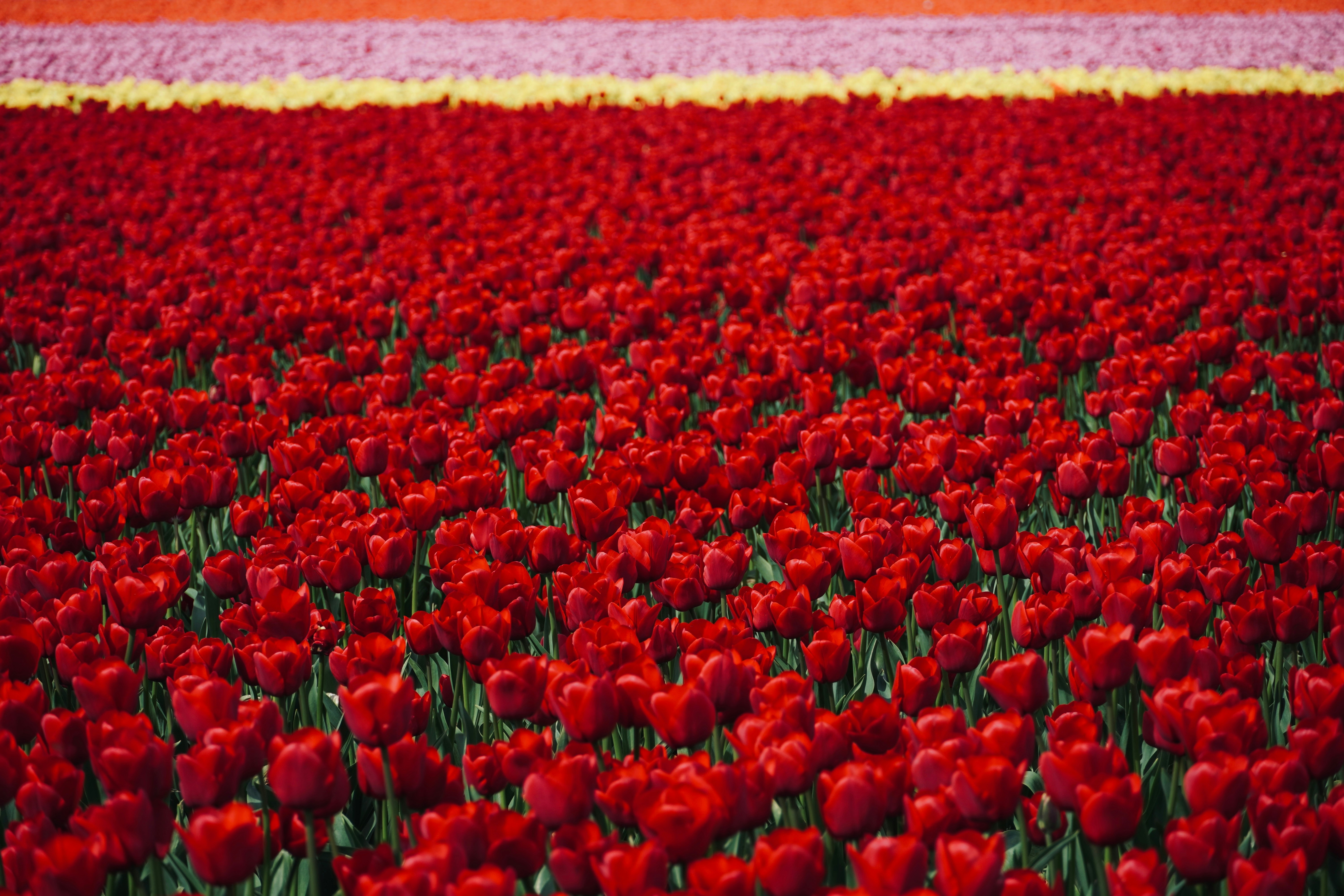 Crimson Tulip Carpet Under a Peach Horizon