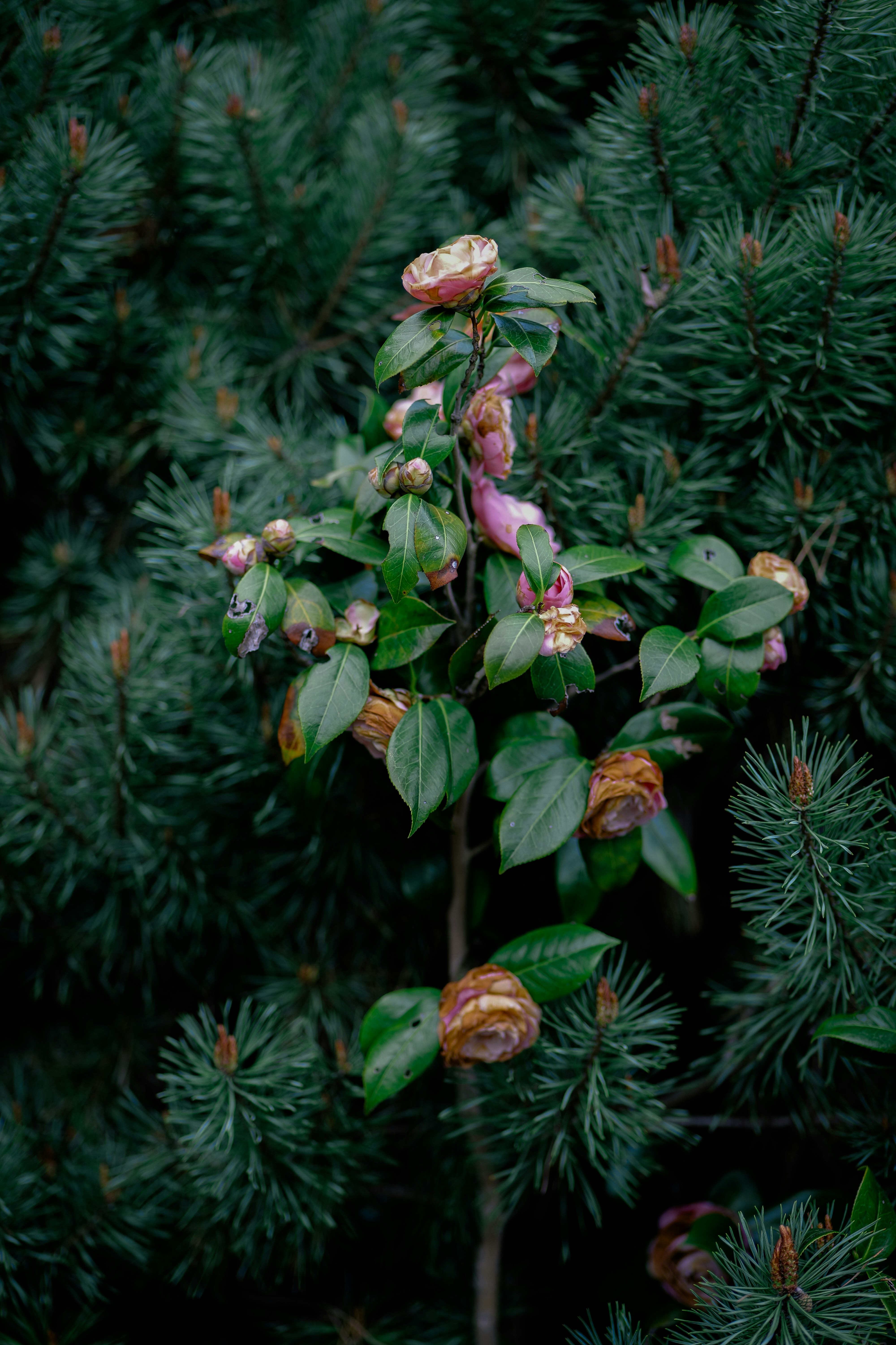 Pink Camellia Among Evergreen Needles: Close-Up Study