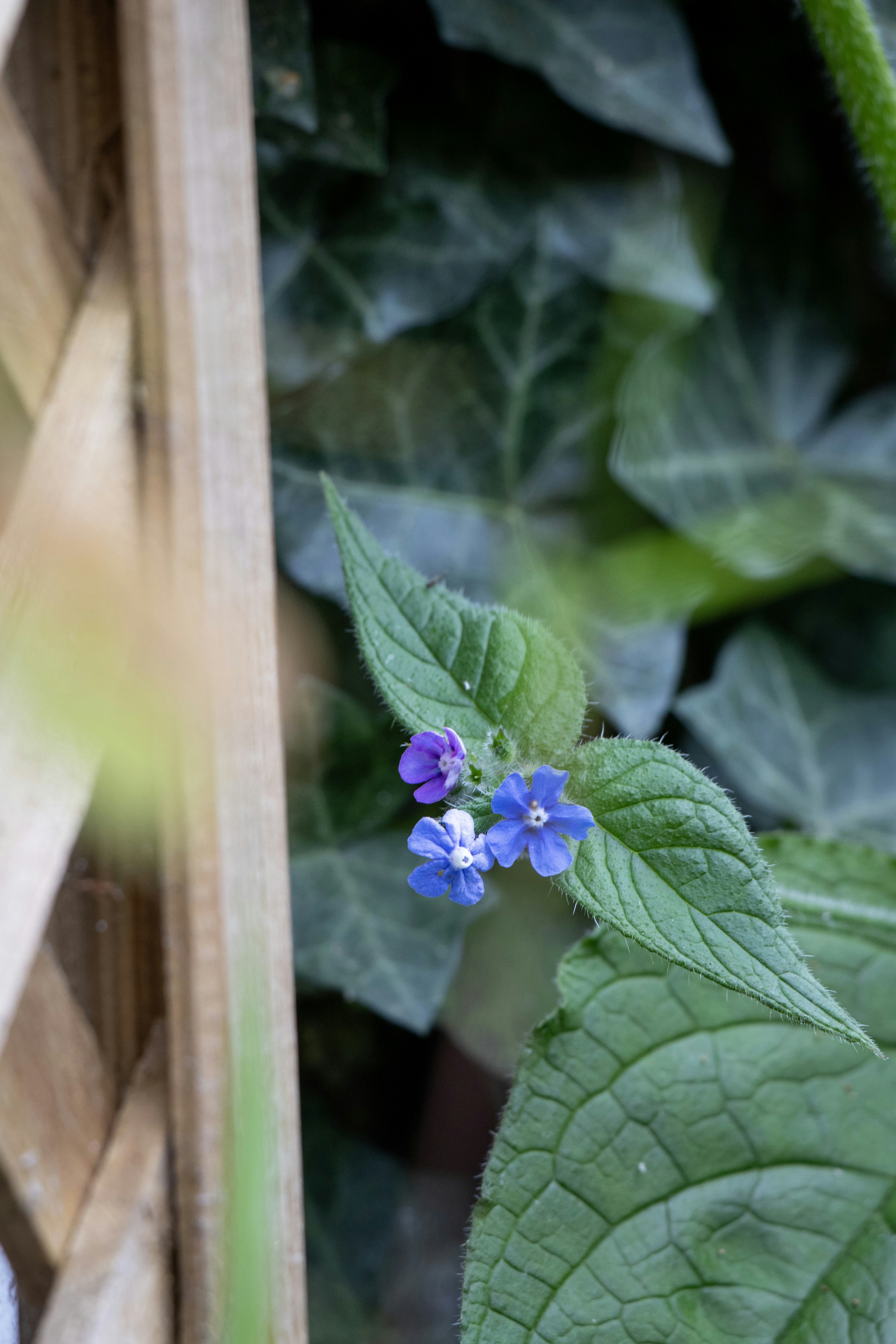 Blue Tiny Flowers on a Fuzzy Vine Between Garden Wood and Ivy