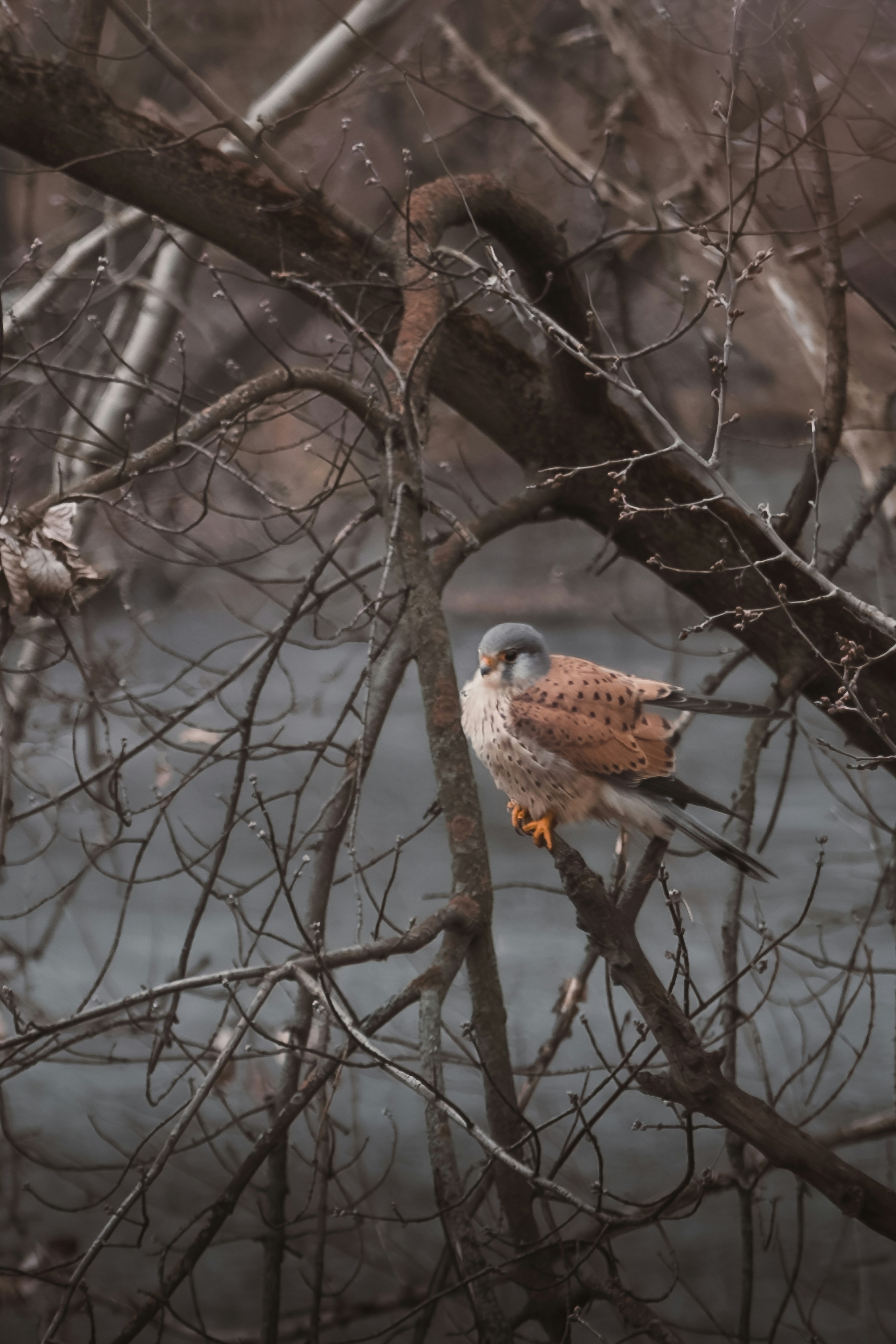 A kestrel perches among bare tree branches. photo – Free Wallpaper ...