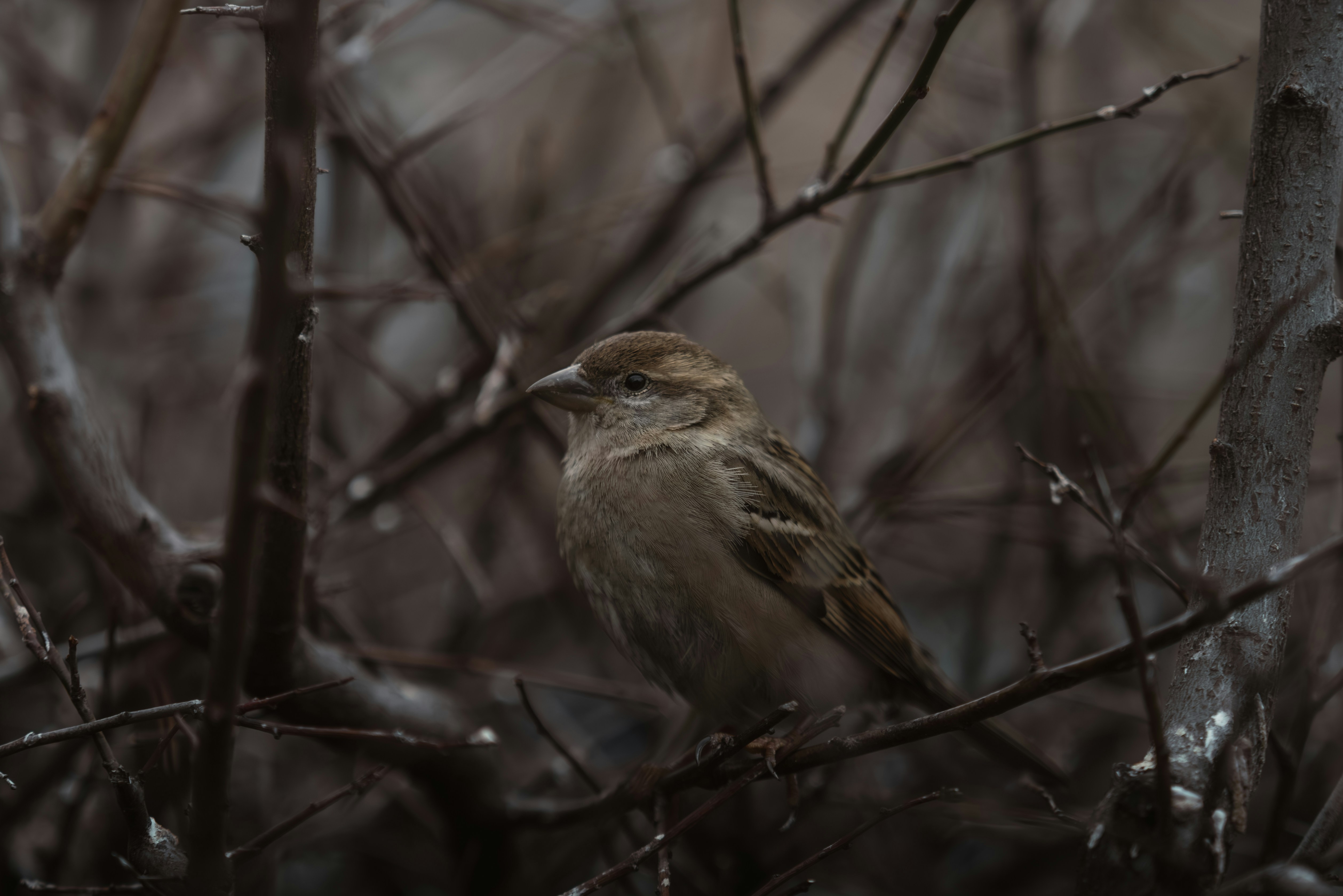 Dusk-Brown Warbler Perched in a Shadowed Thicket