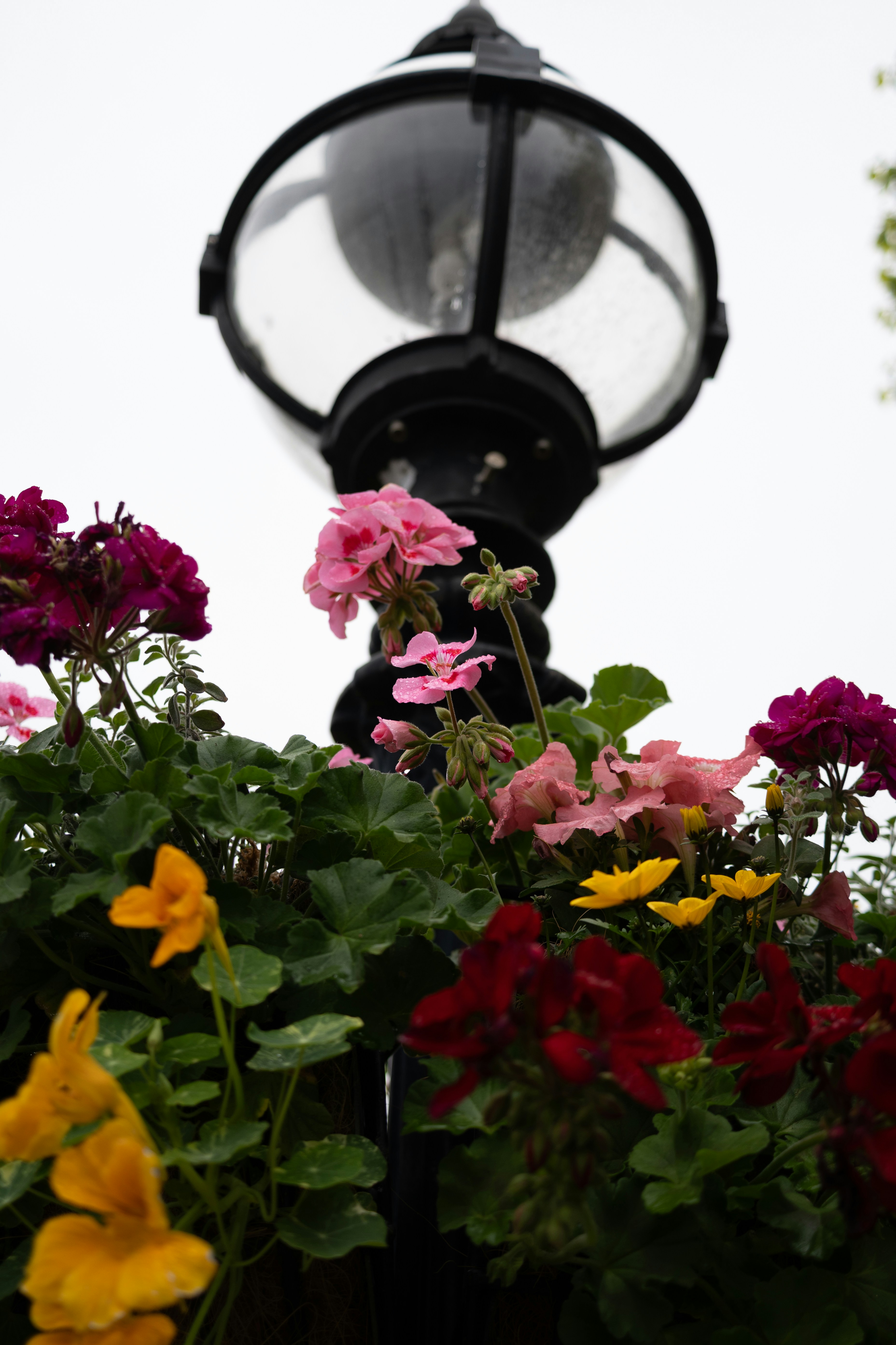 Photograph of a vintage street lamp rising above a bed of pink, yellow, and red geraniums. The scene emphasizes color contrast and depth against a pale sky.