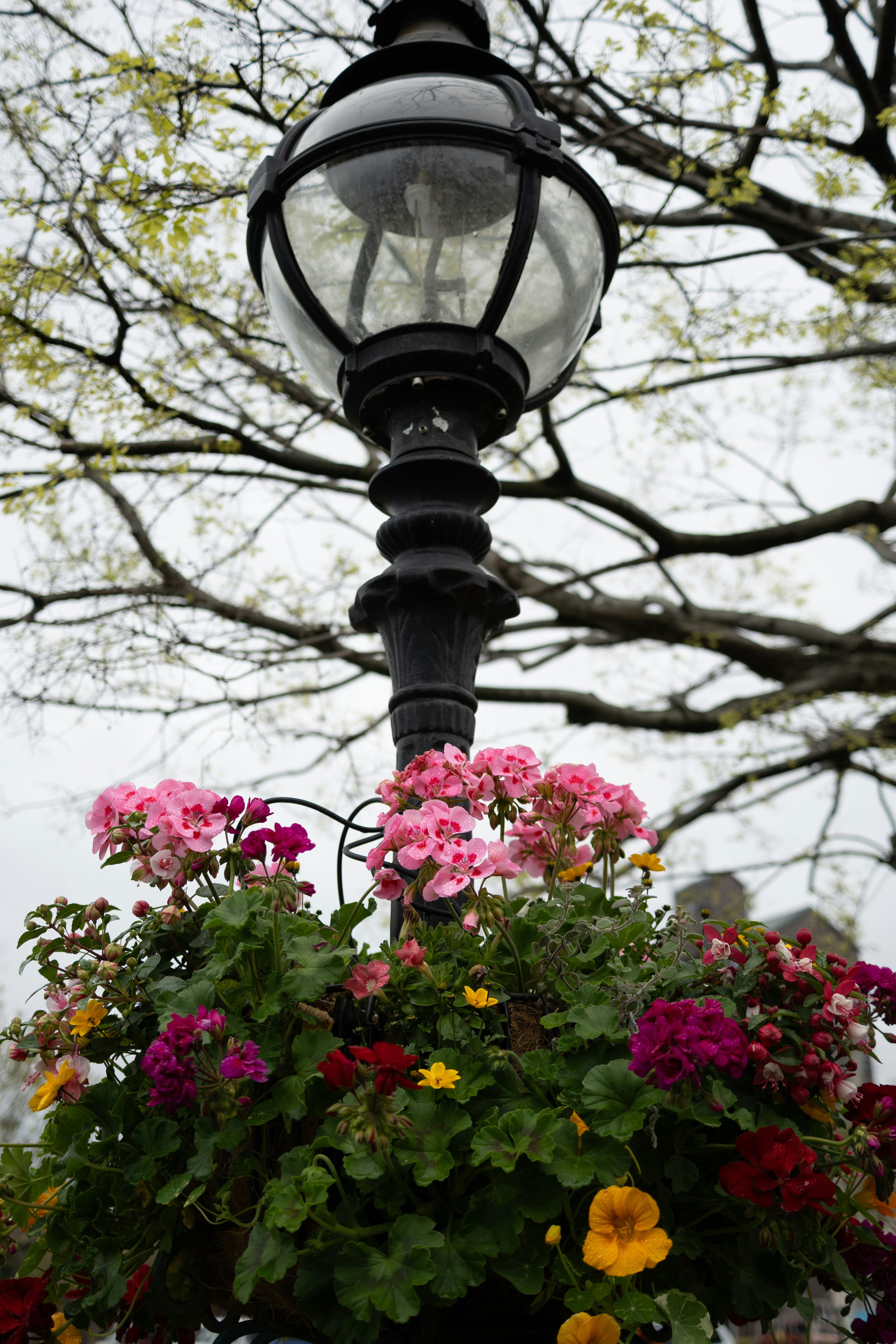 Photograph of a classic streetlamp nestled above a vibrant basket of pink, red, and yellow flowers against a gray, overcast sky.