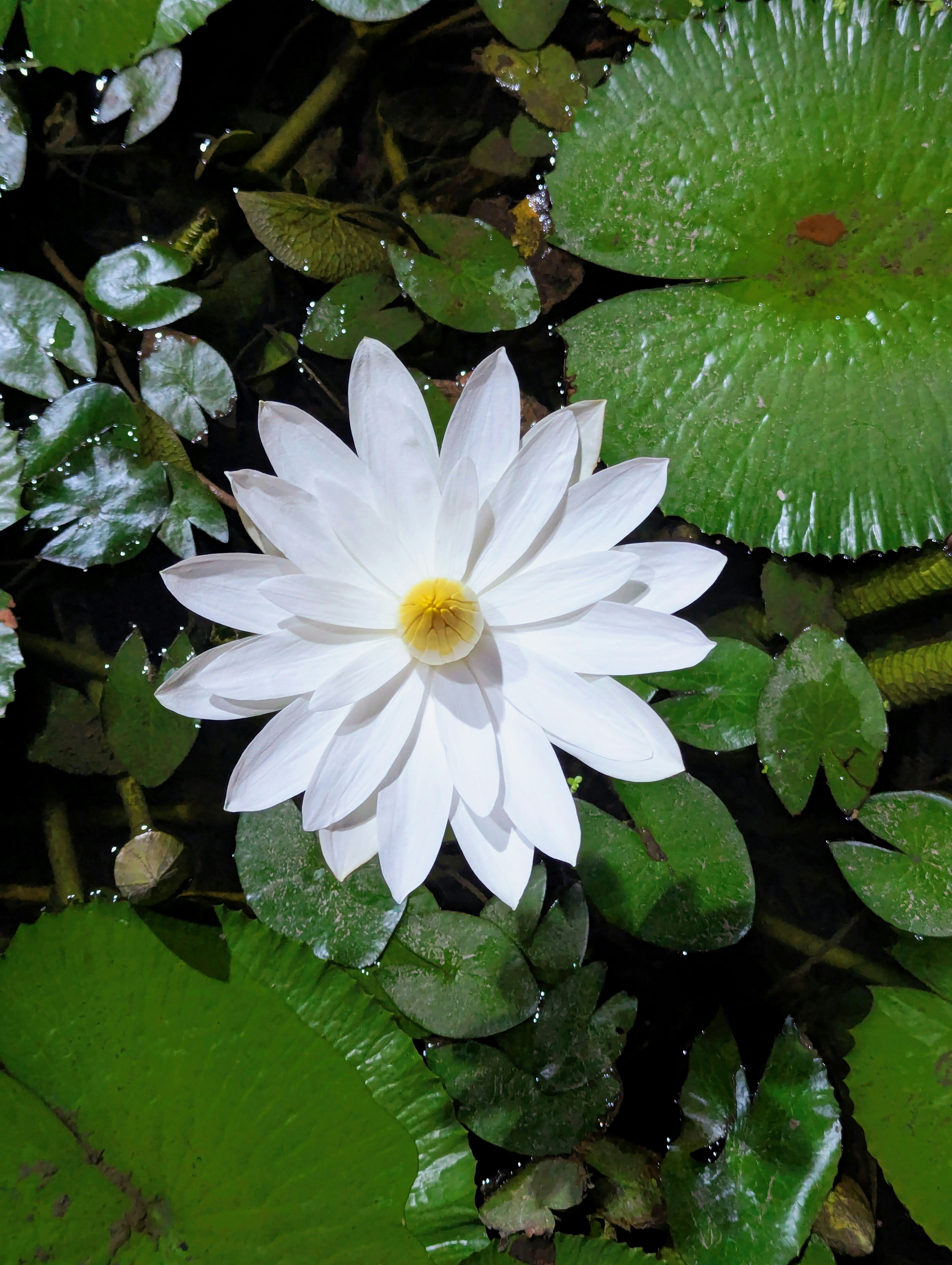 Center-stage White Water Lily Amid Floating Emeralds