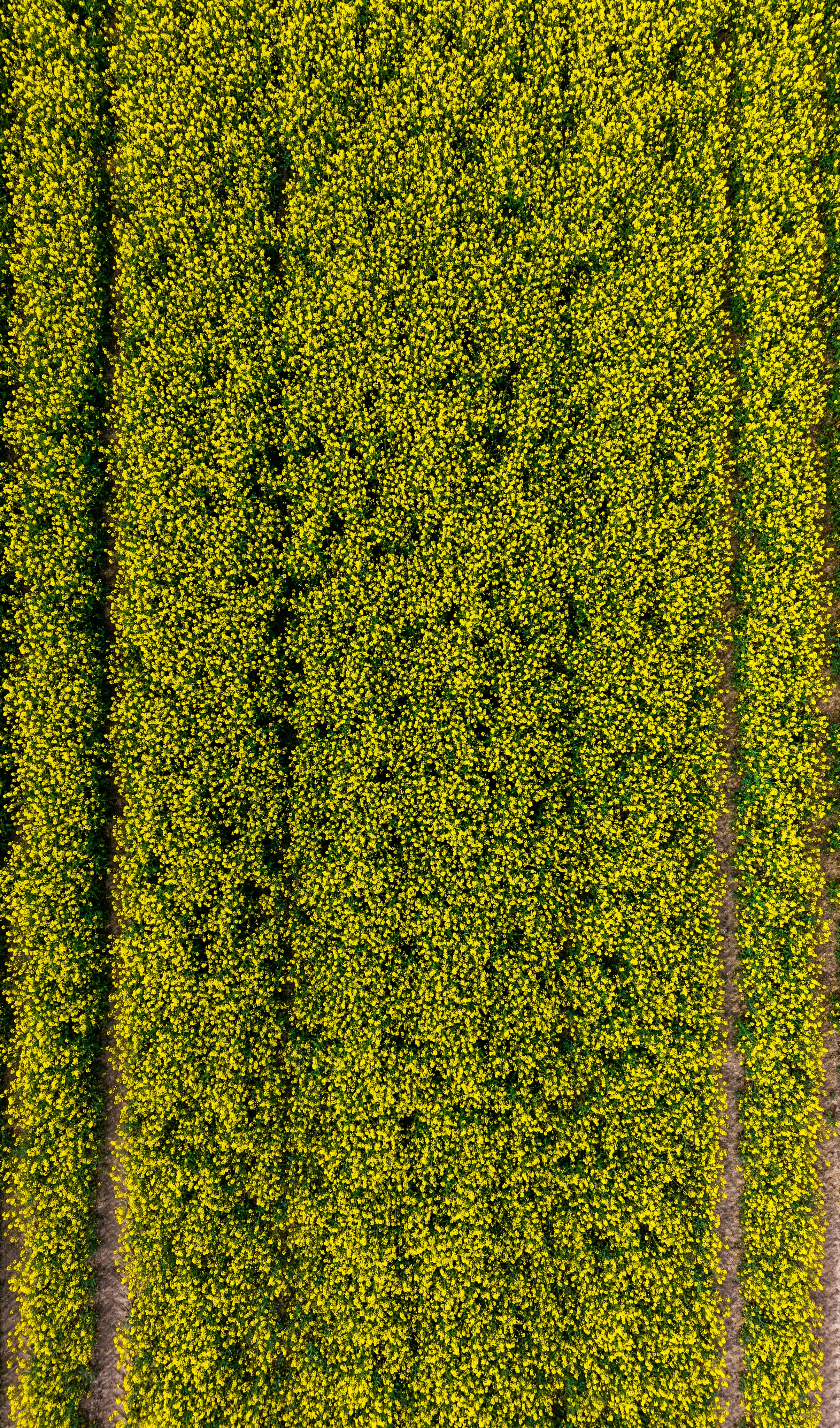 Vertical Gold Corridors: An Aerial Portrait of Canola Fields