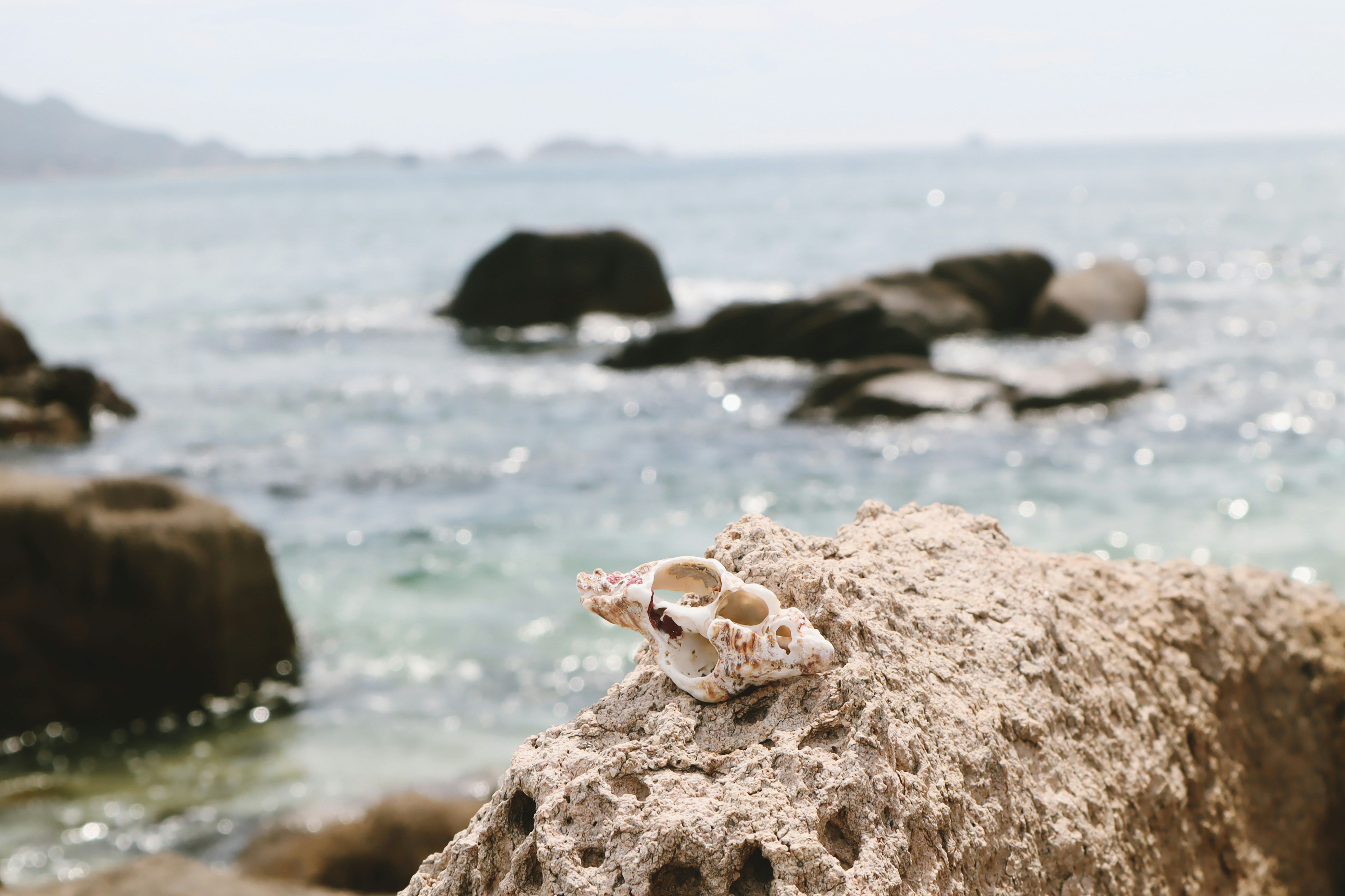 A beautifully textured shell rests on a rocky surface, with a serene ocean backdrop and gentle waves lapping at the shore.