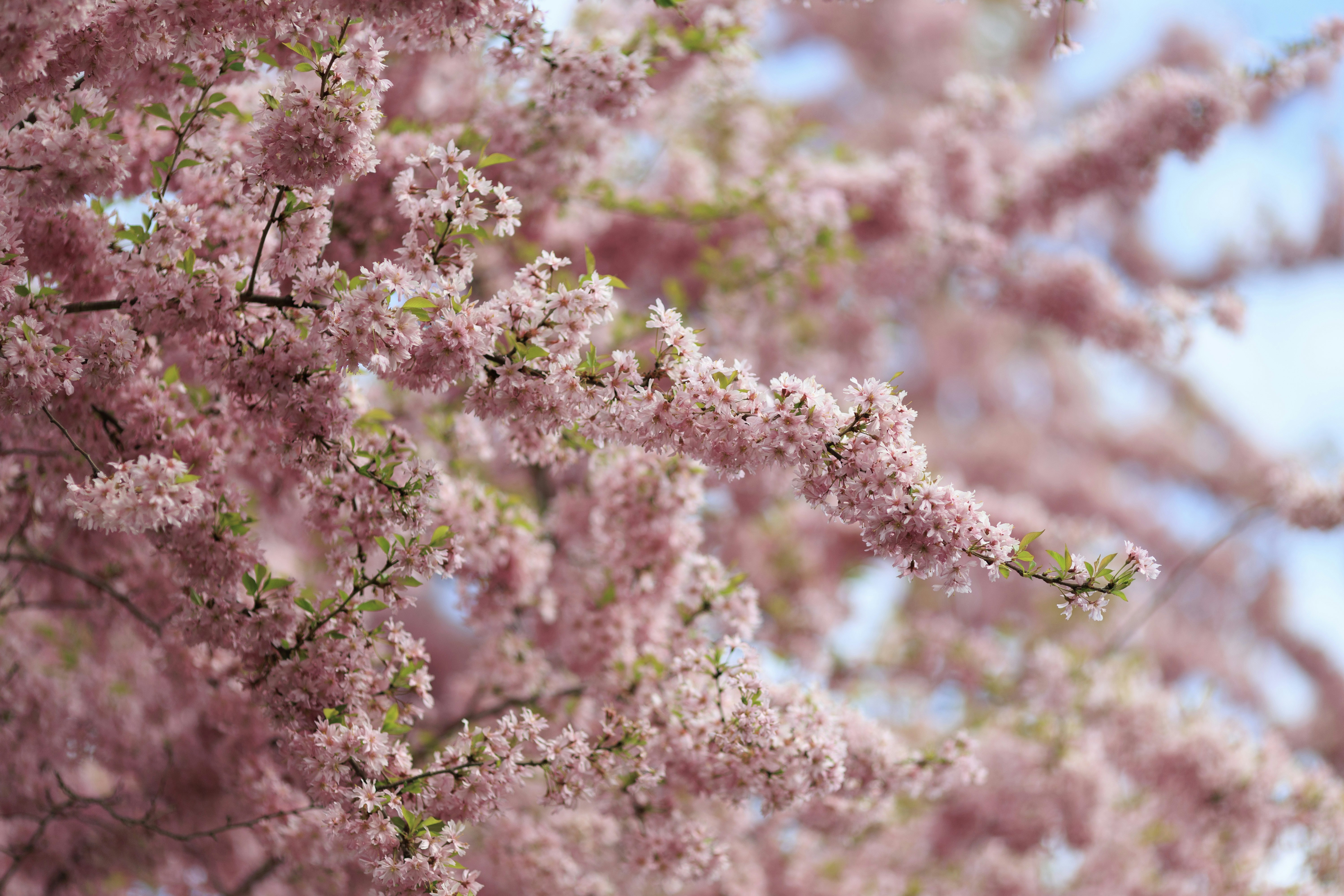 Pink blossoms cover a tree branch. photo – Free Flower Image on Unsplash