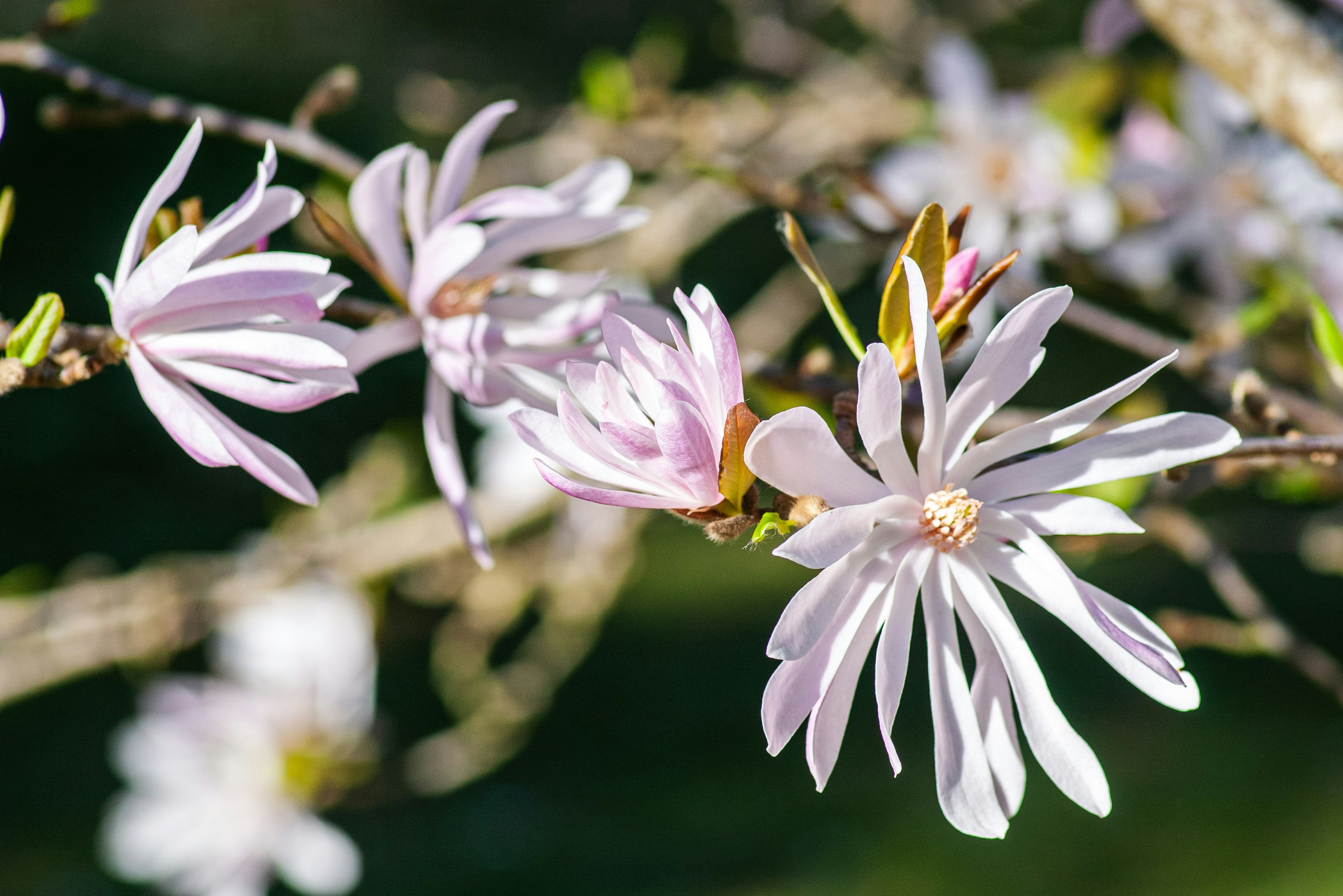 Star magnolia flowers bloom beautifully on a branch. photo – Free ...