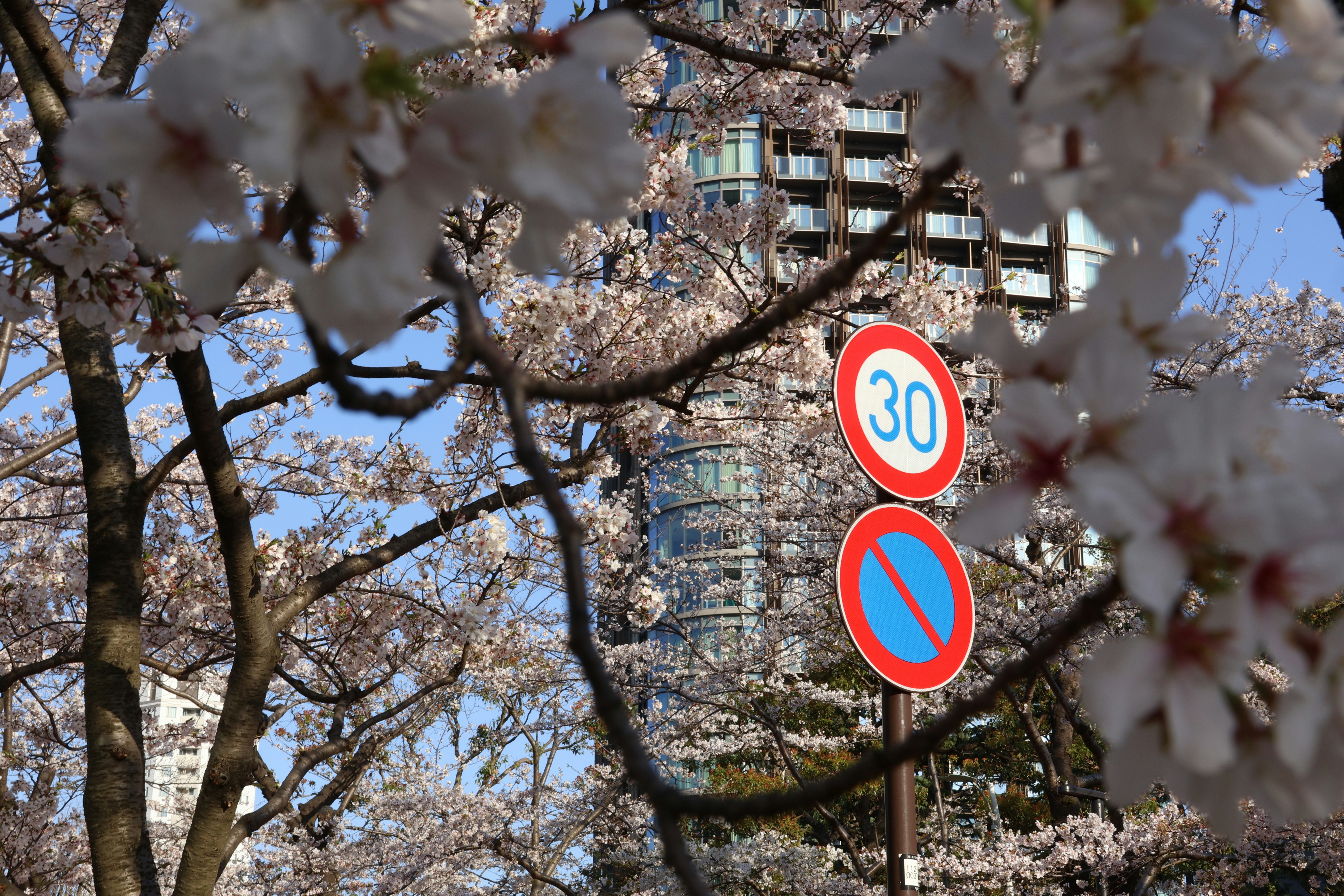 Photo by Yanhao Fang with Canon EOS R10