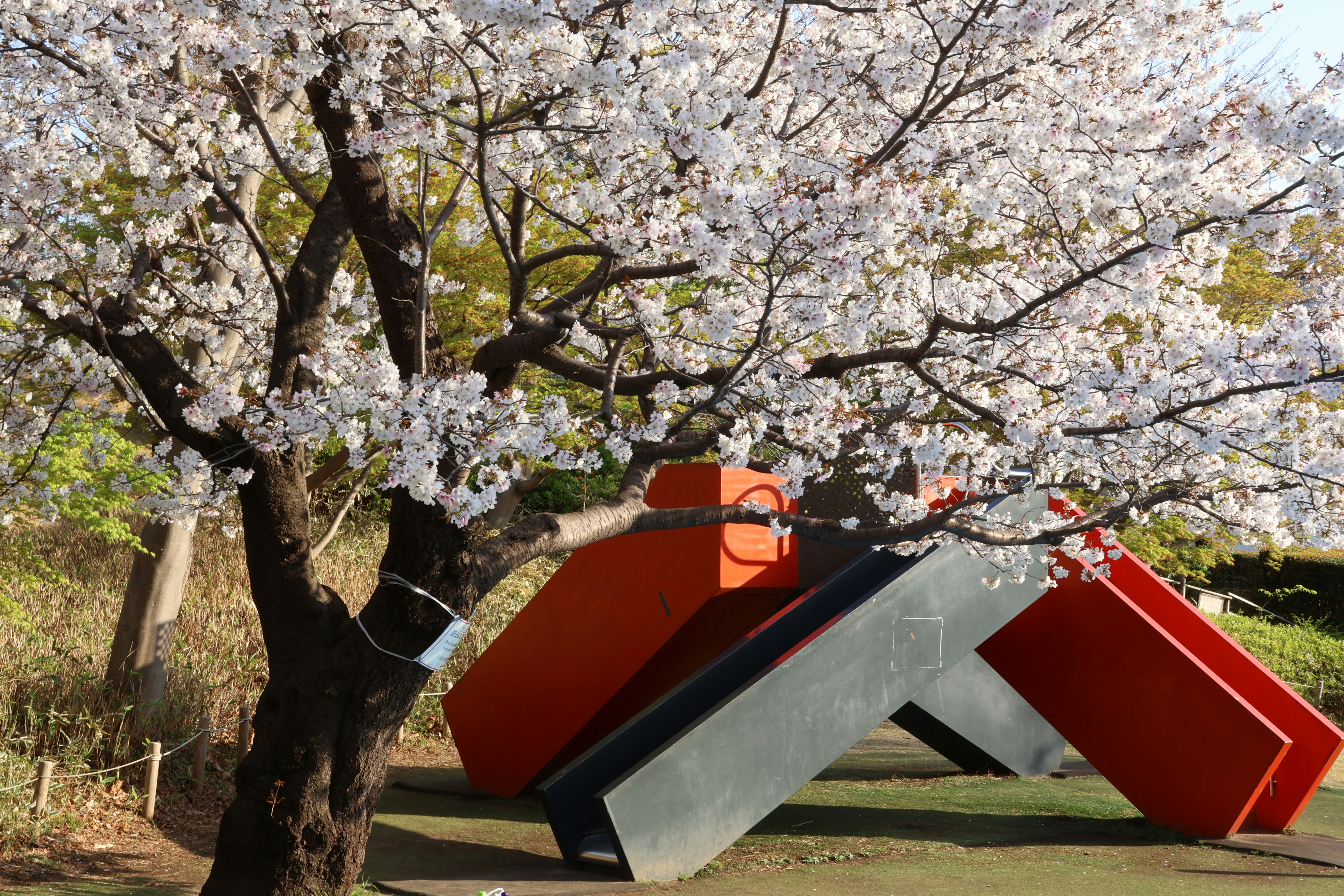 Geometry in Bloom: A Red Angular Monument Beneath Cherry Canopy