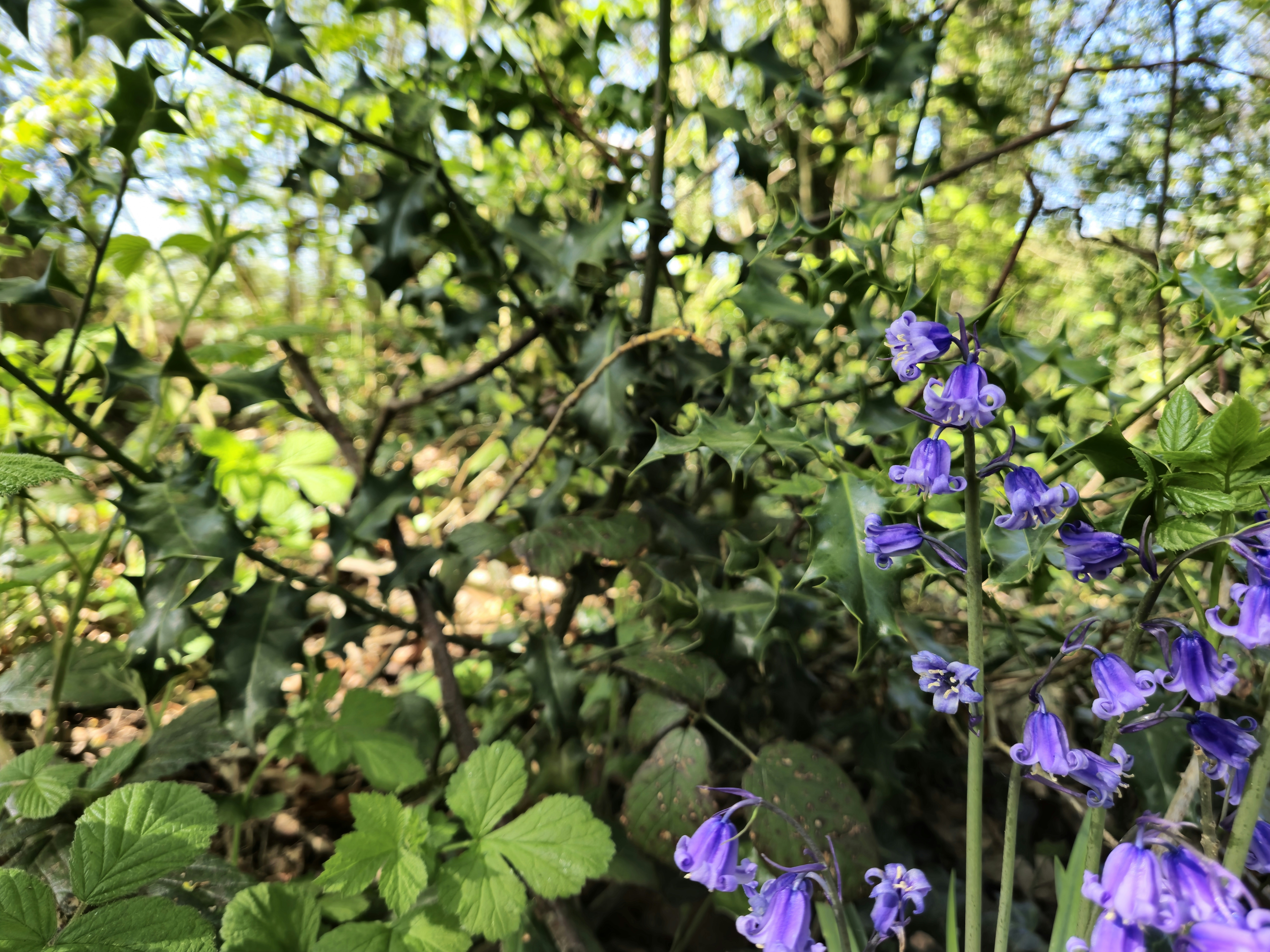 Purple Lace in Sunlight: A Close-Up of Garden Blooms