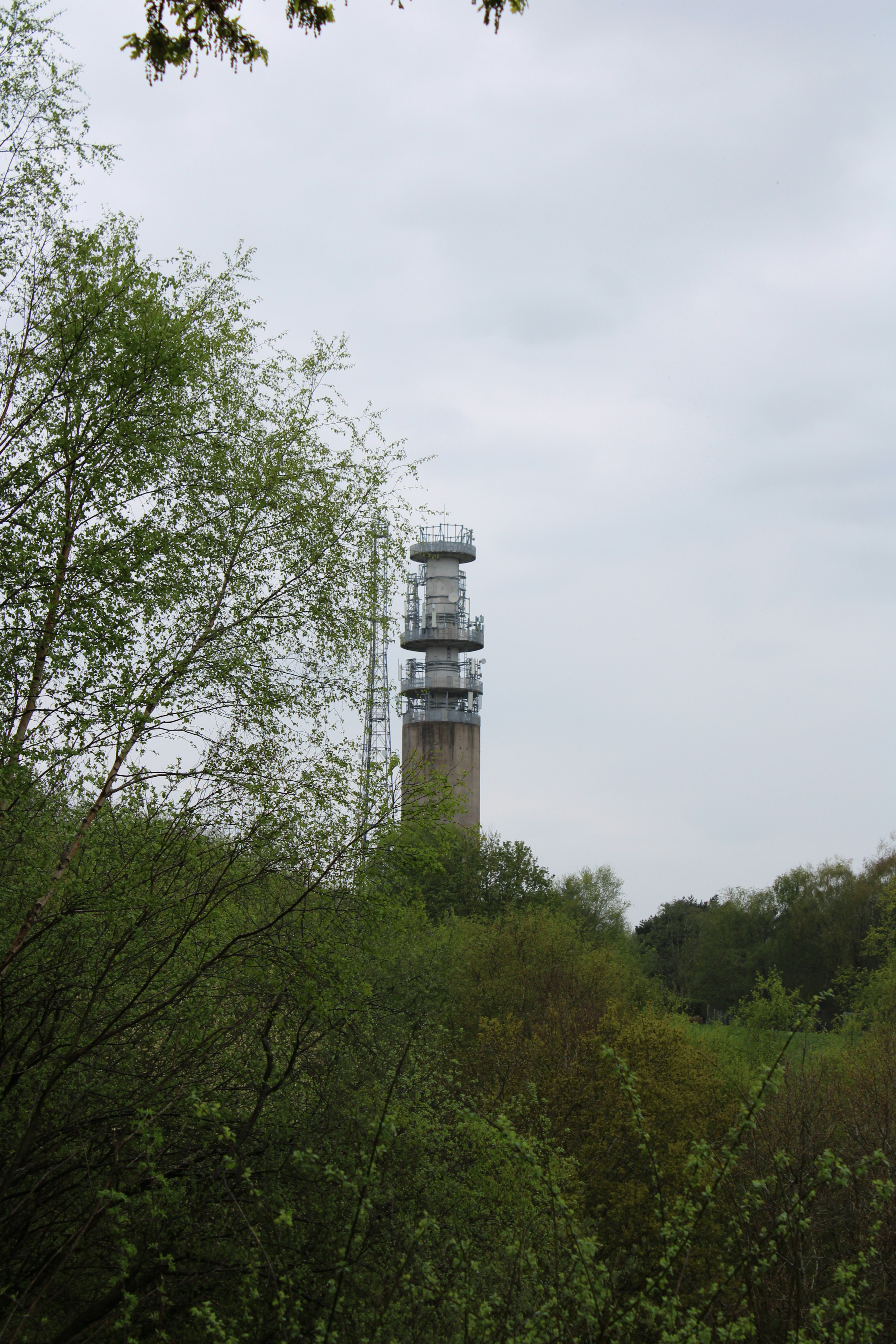 Steel Sentinel Rising Through Spring Foliage