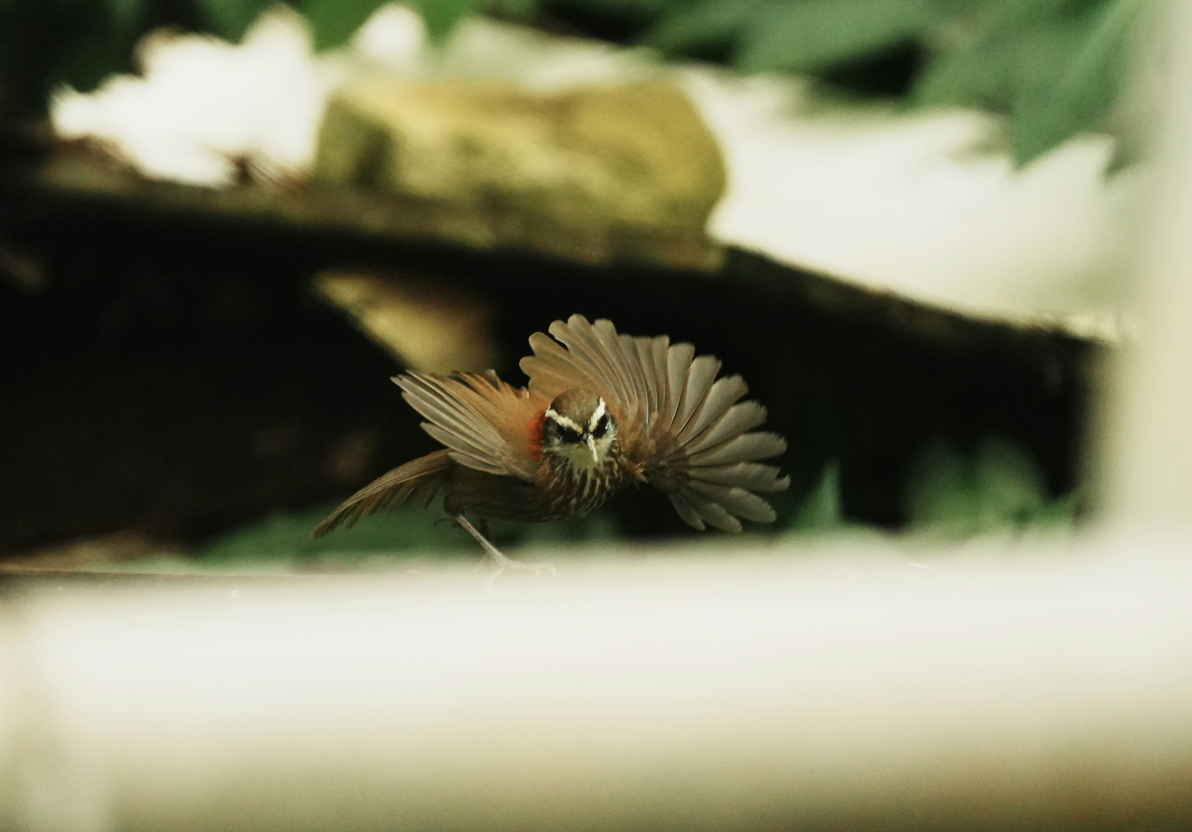 Wingbeat in a Hidden Frame