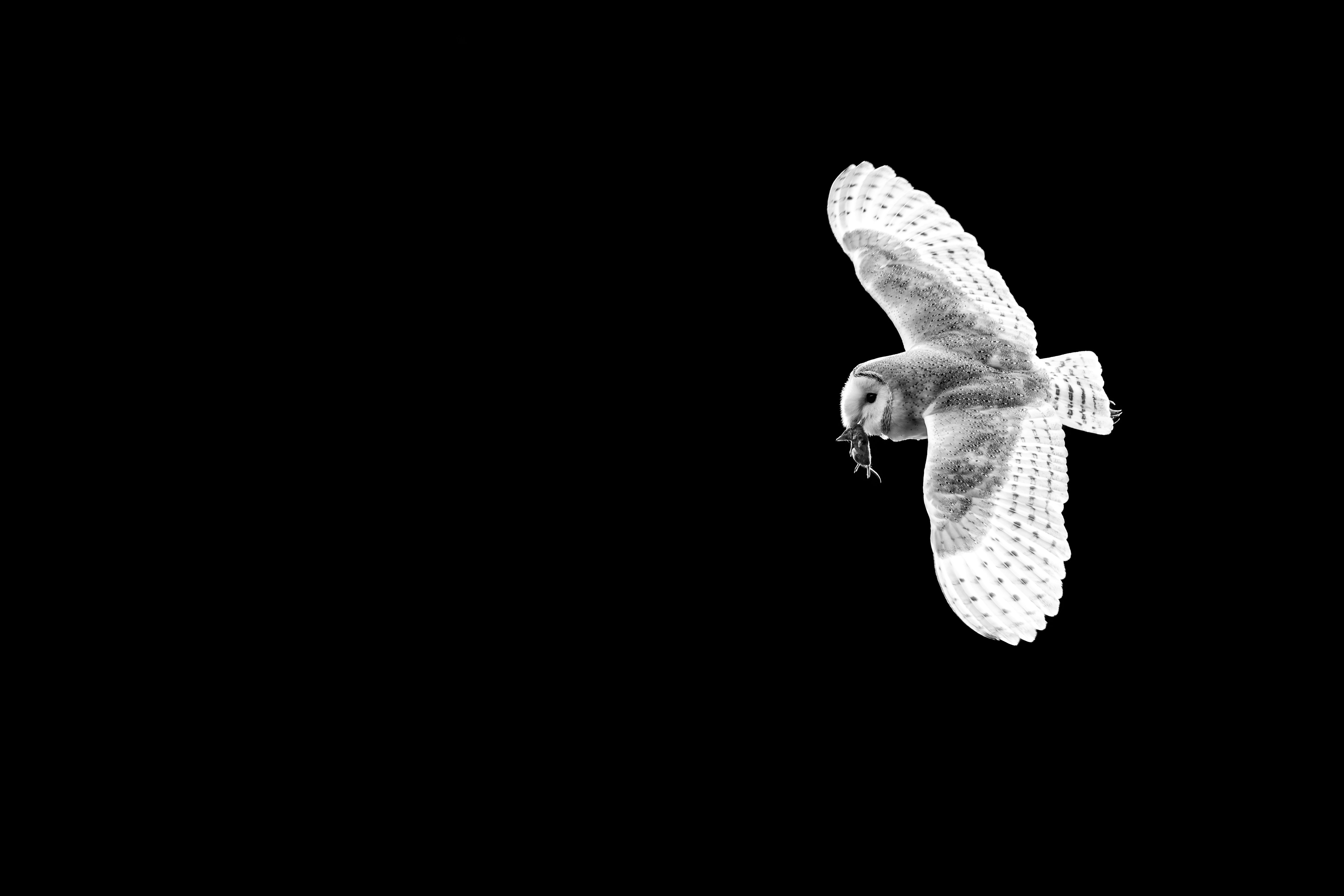 An owl flies against the blackness. photo – Free Owl Image on Unsplash