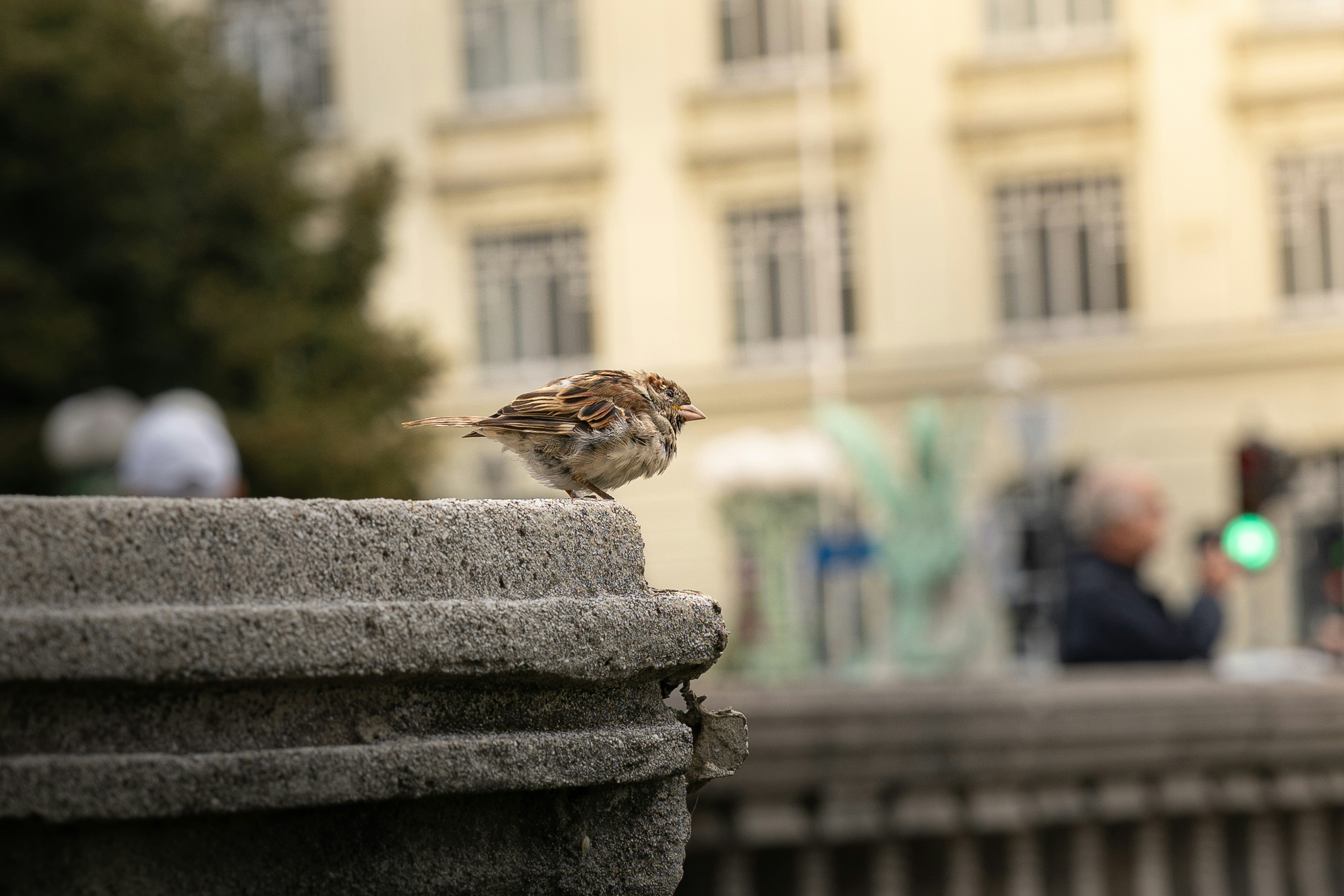 Sparrow's Quiet Pause on a City Railing, Against a Soft Urban Backdrop